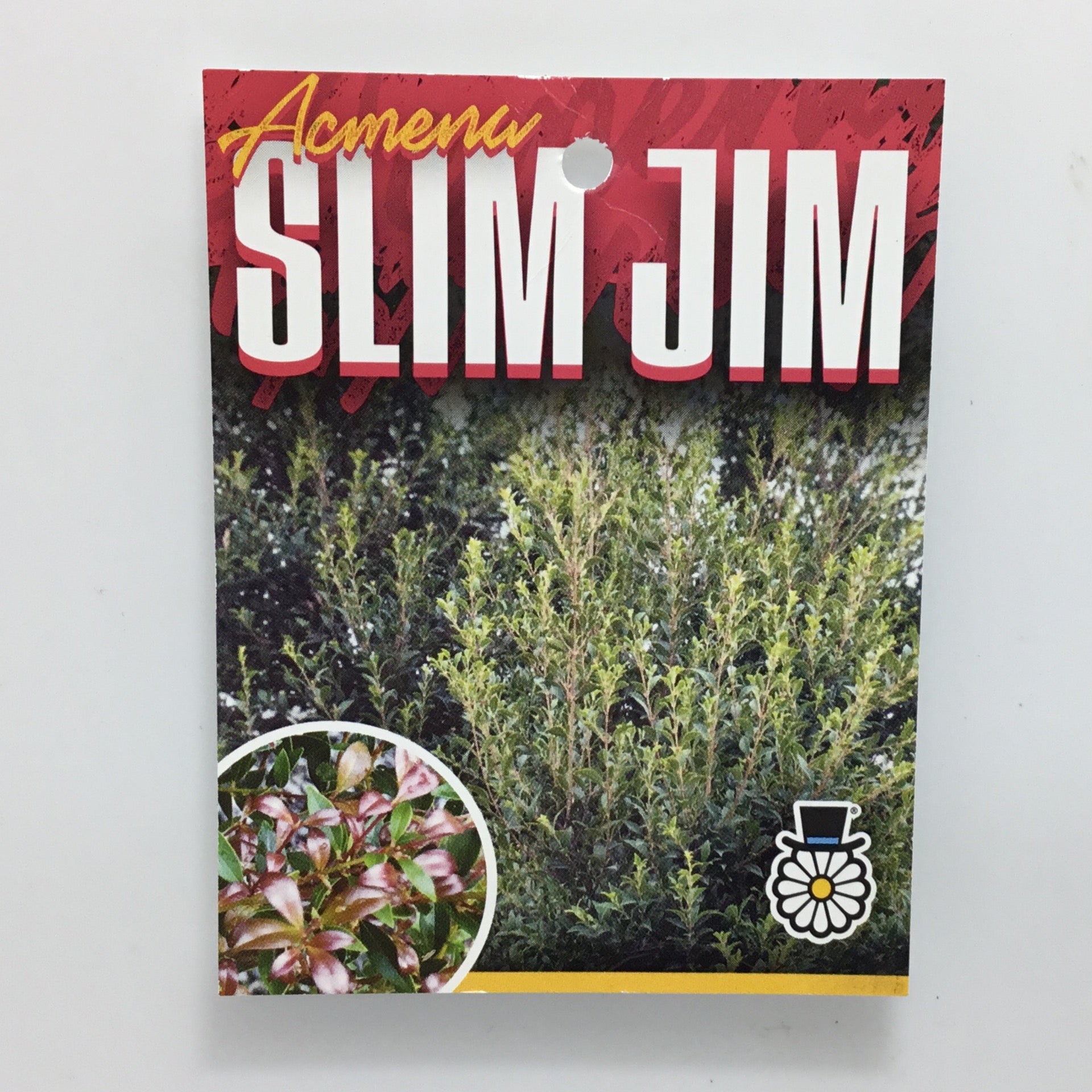 Lilly Pilly slim jim | Formosa Gardens Nursery, Ballarat