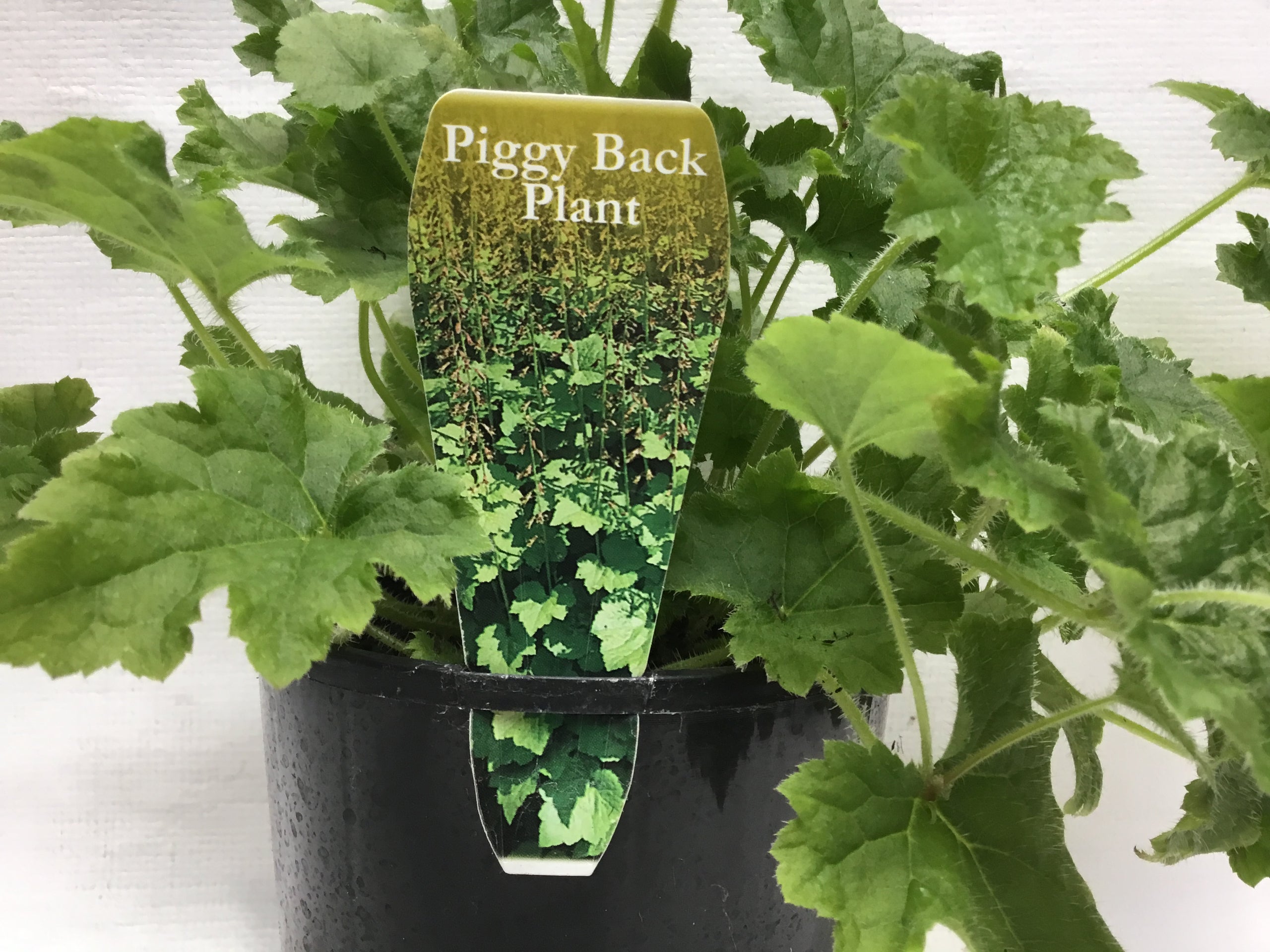 Piggy Back Plant tolmiea menziesii | Formosa Gardens Nursery, Ballarat