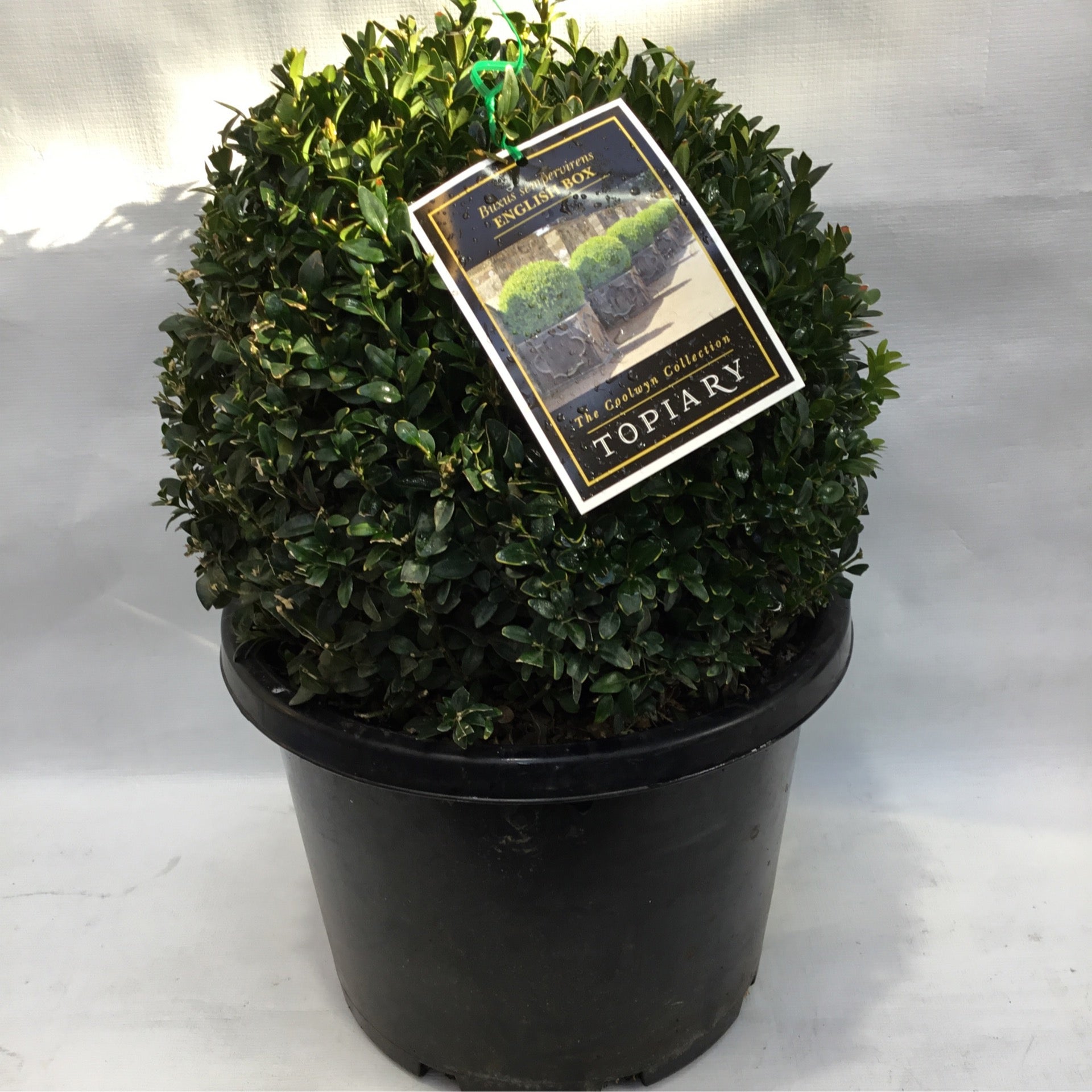 Topiary English Box Ball | Formosa Gardens Nursery, Ballarat