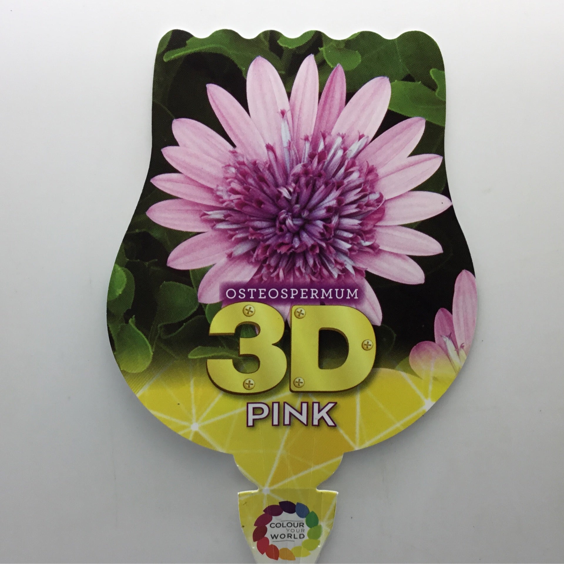 Osteospermum 3D pink | Formosa Gardens Nursery, Ballarat