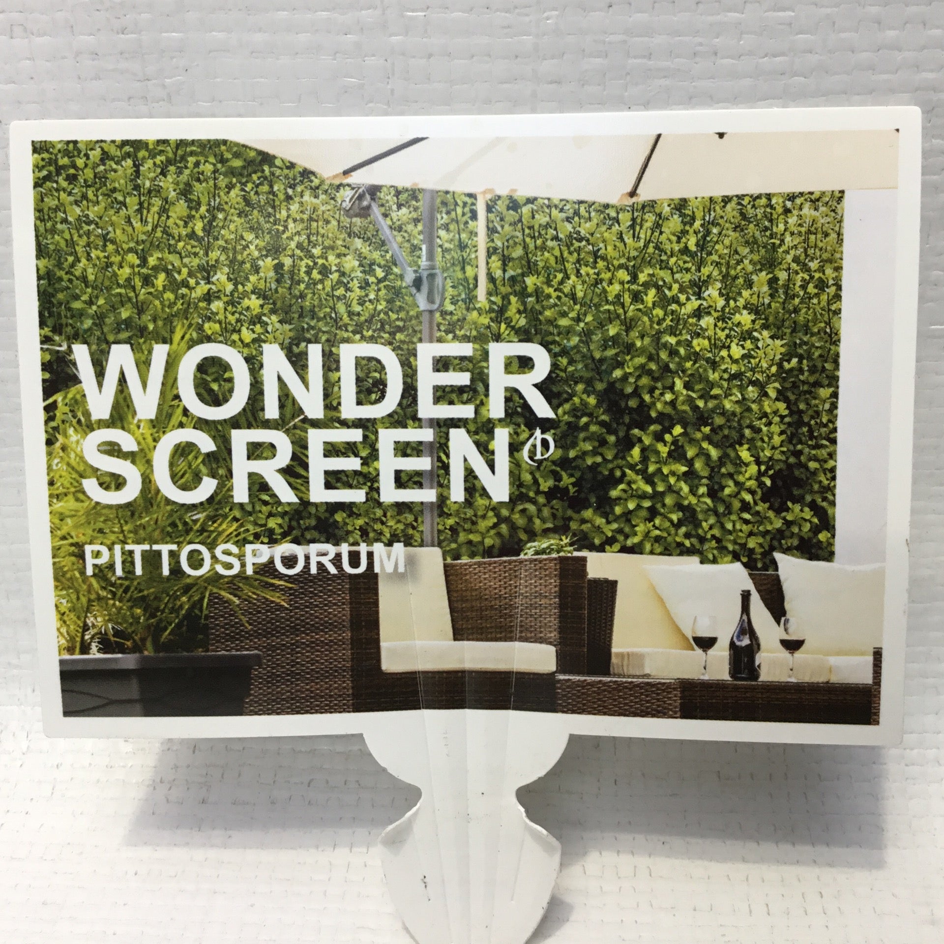 Pittosporum wonder screen | Formosa Gardens Nursery, Ballarat