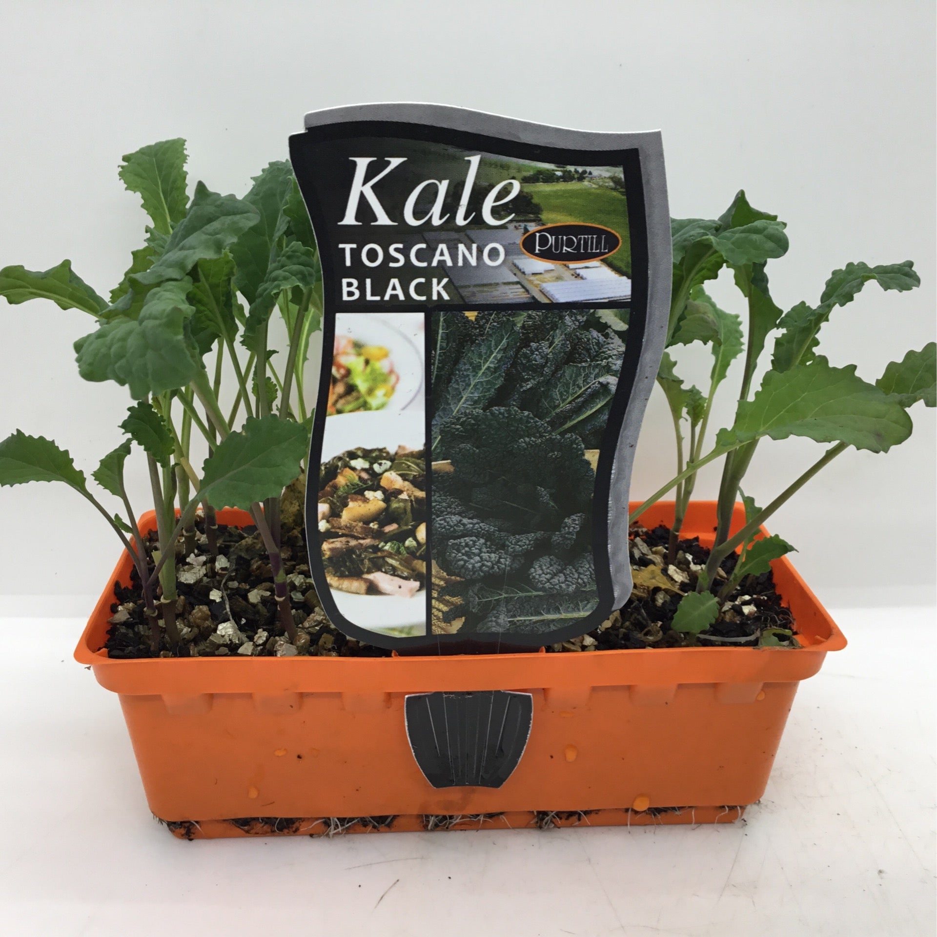 Kale toscano black punnet | Formosa Gardens Nursery, Ballarat
