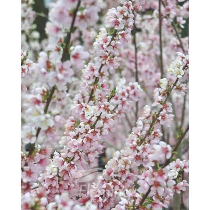 Flowering plum elvins | Formosa Gardens Nursery, Ballarat