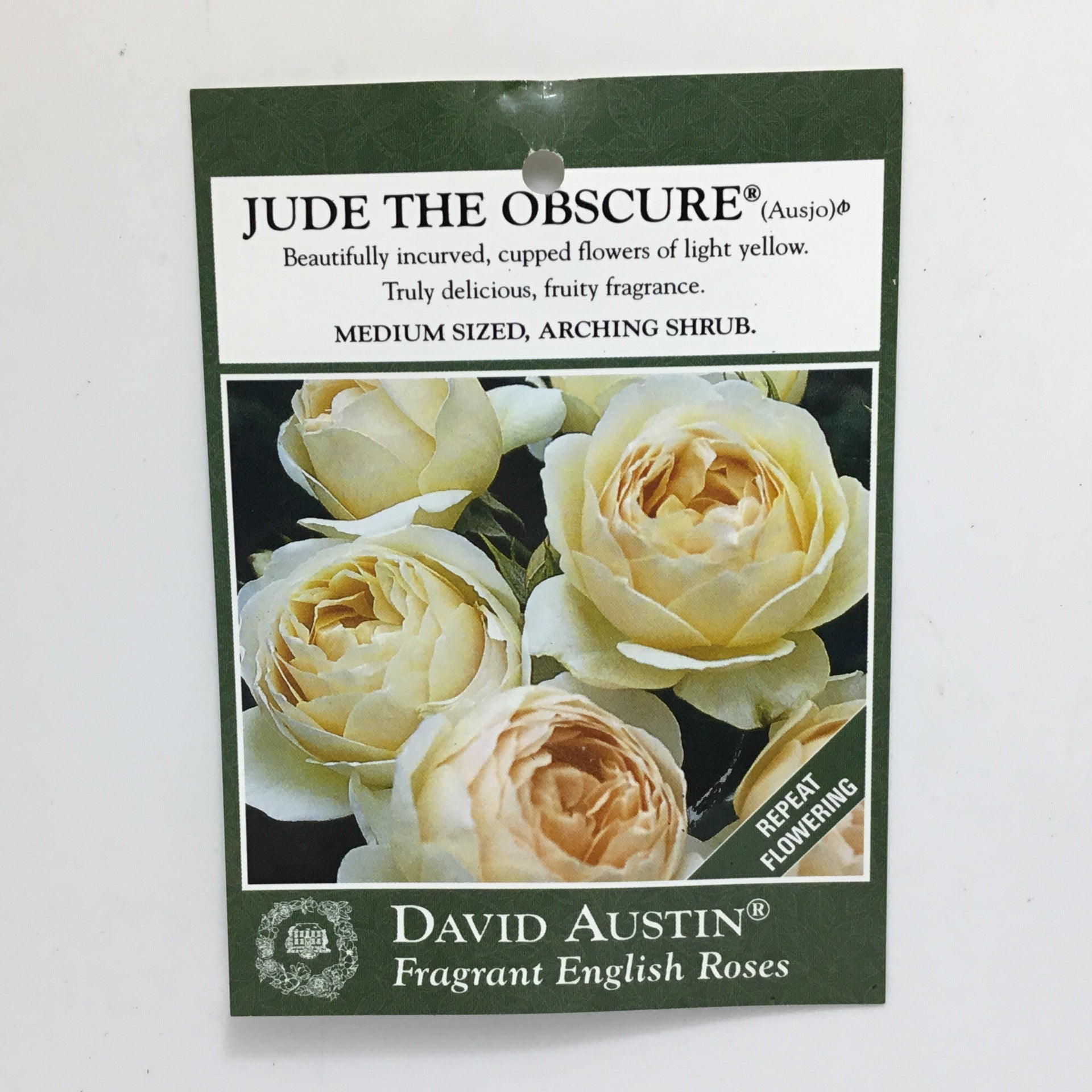 Jude The Obscure David Austin Rose | Formosa Gardens Nursery, Ballarat