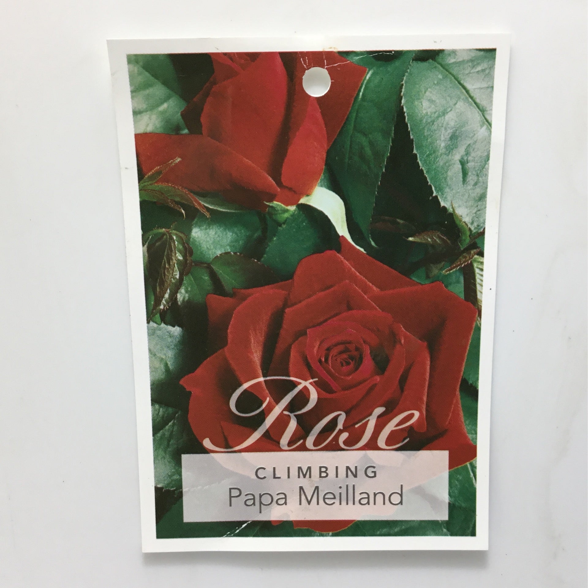 Papa Meilland Climbing Rose | Formosa Gardens Nursery, Ballarat