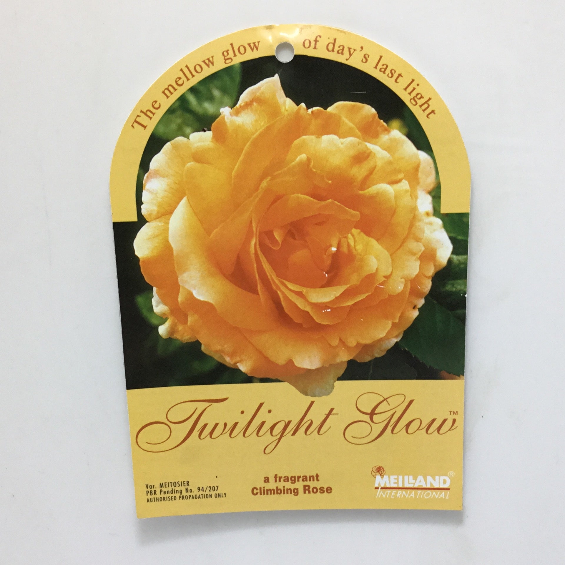 Twilight Glow Climbing Rose | Formosa Gardens Nursery, Ballarat