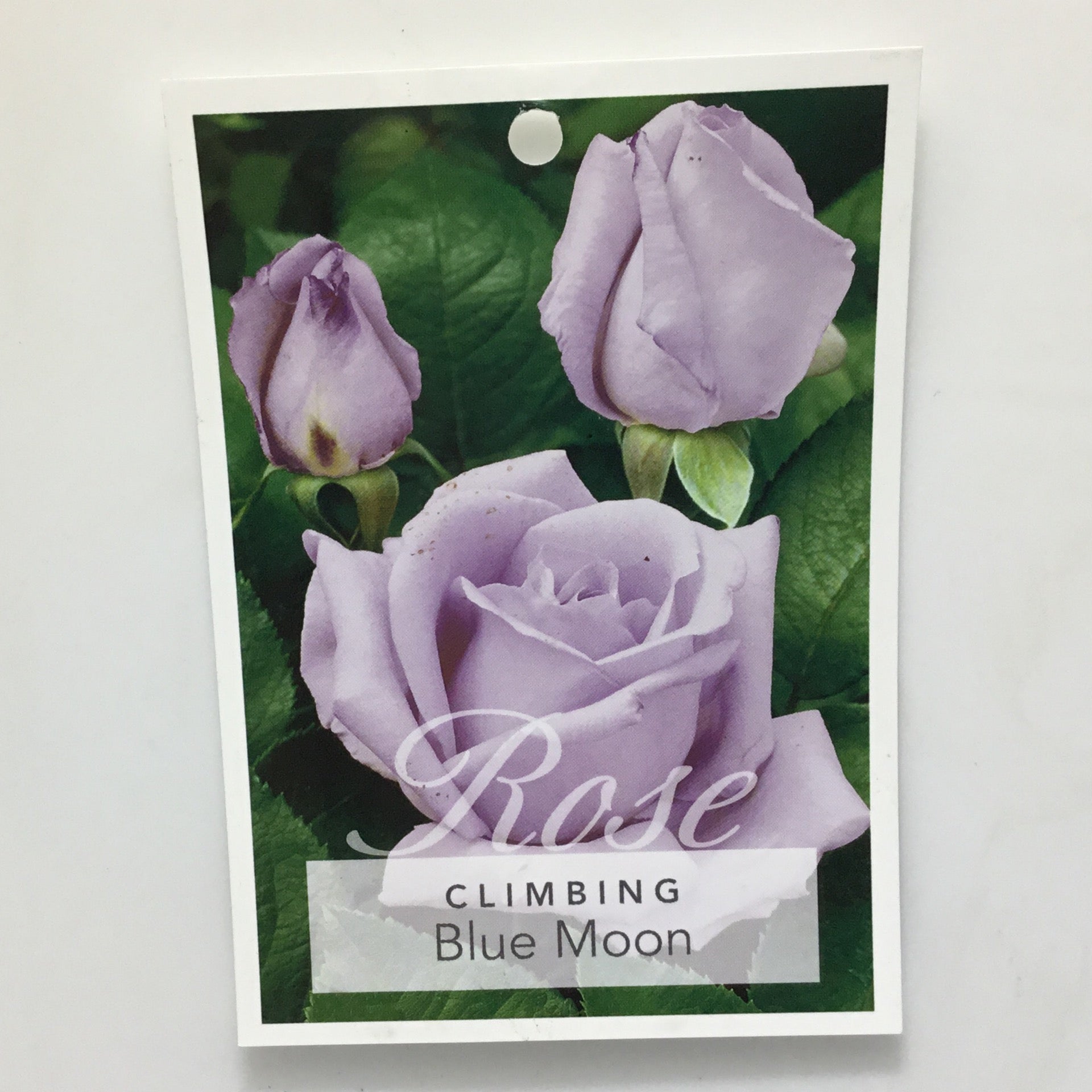 Blue Moon Climbing Rose | Formosa Gardens Nursery, Ballarat