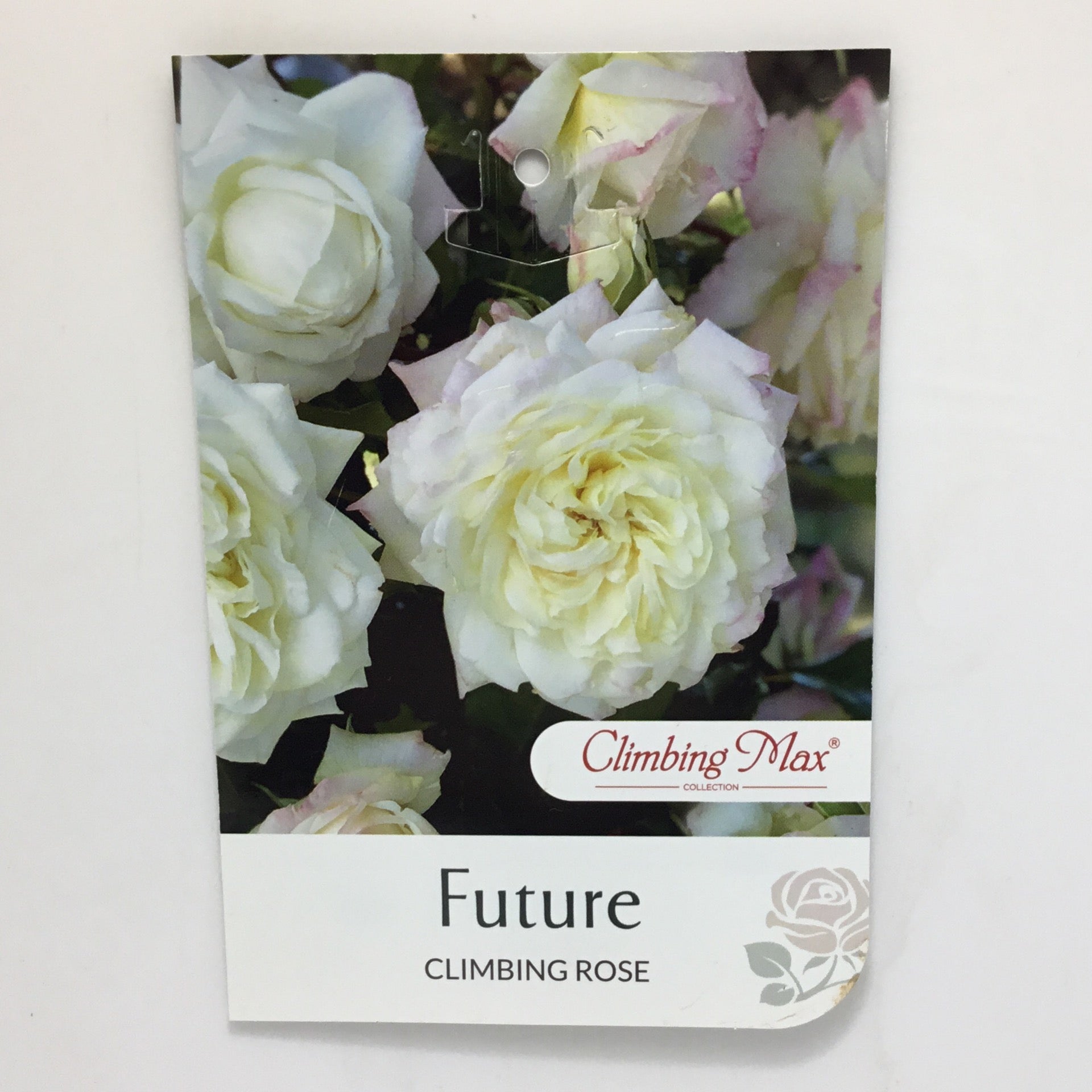 Future Climbing Rose | Formosa Gardens Nursery, Ballarat