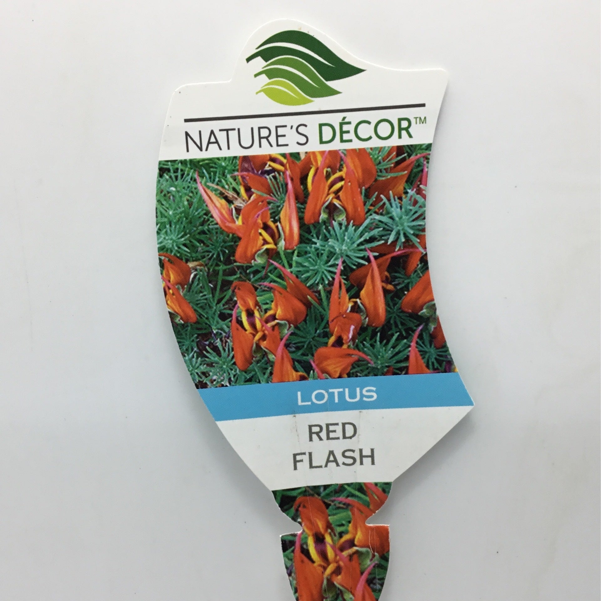 Lotus red flash | Formosa Gardens Nursery, Ballarat