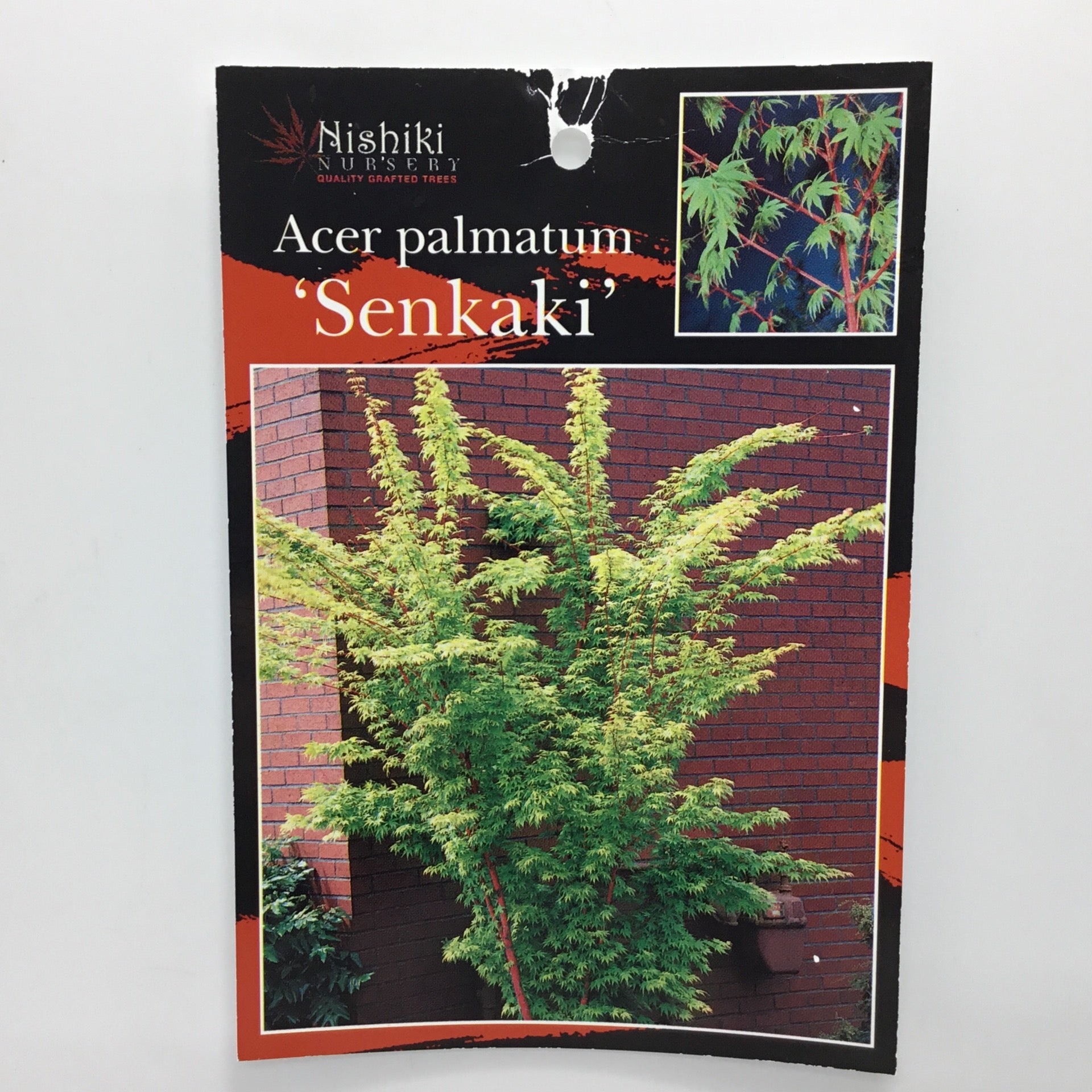 Senkaki Coral Bark Acer Palmatum Maple | Formosa Gardens Nursery, Ballarat