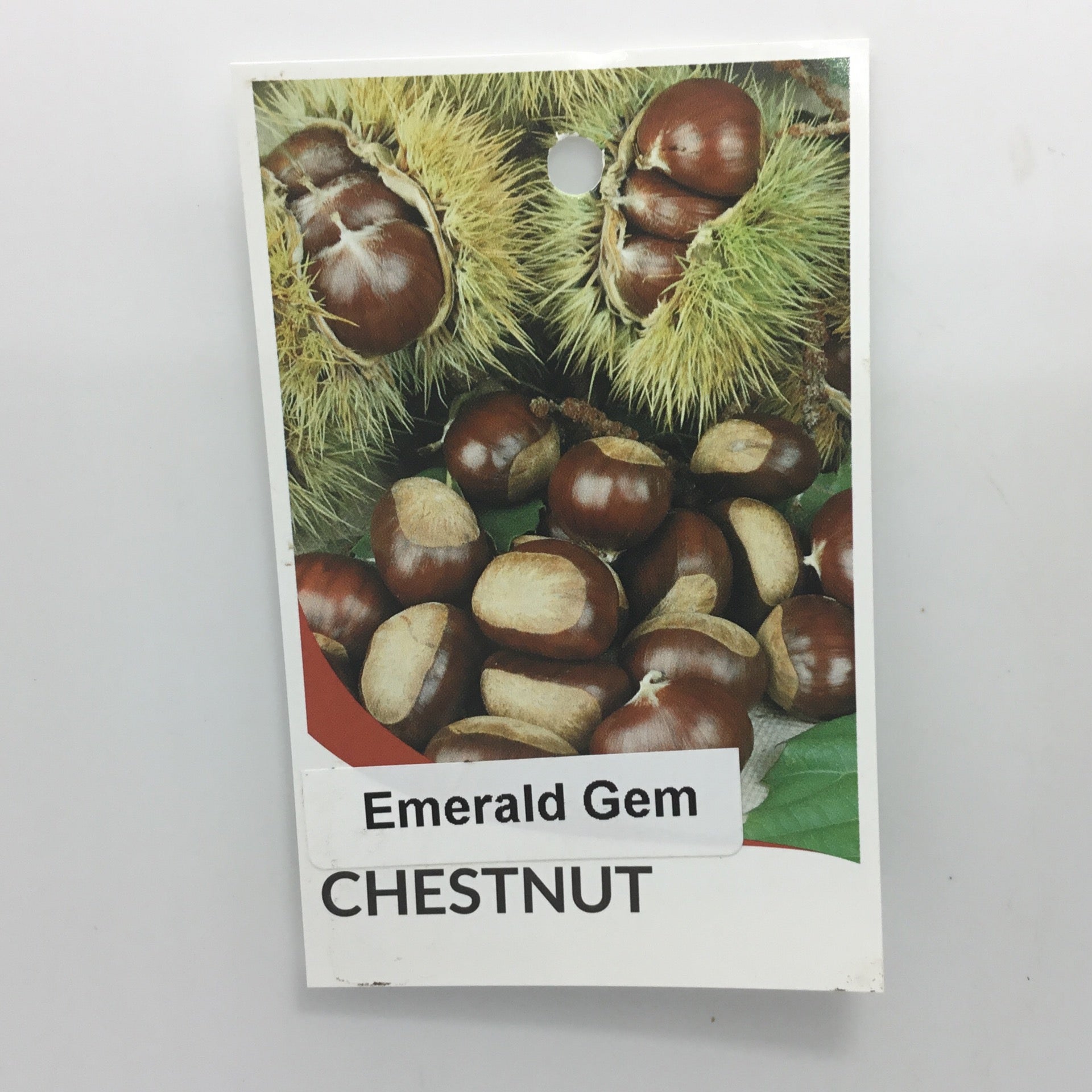 Chestnut emerald gem | Formosa Gardens Nursery, Ballarat