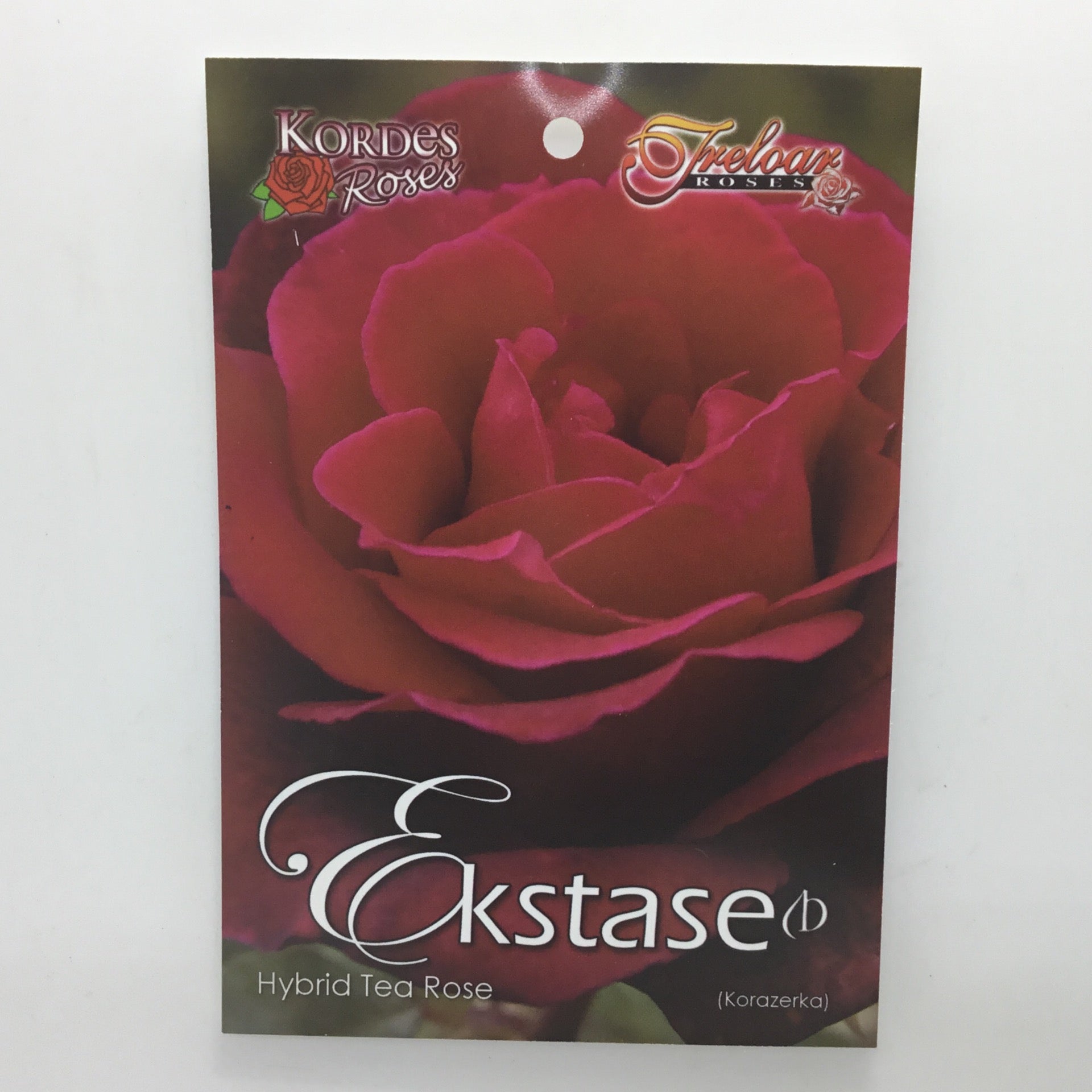 Ekstase Bush Rose | Formosa Gardens Nursery, Ballarat