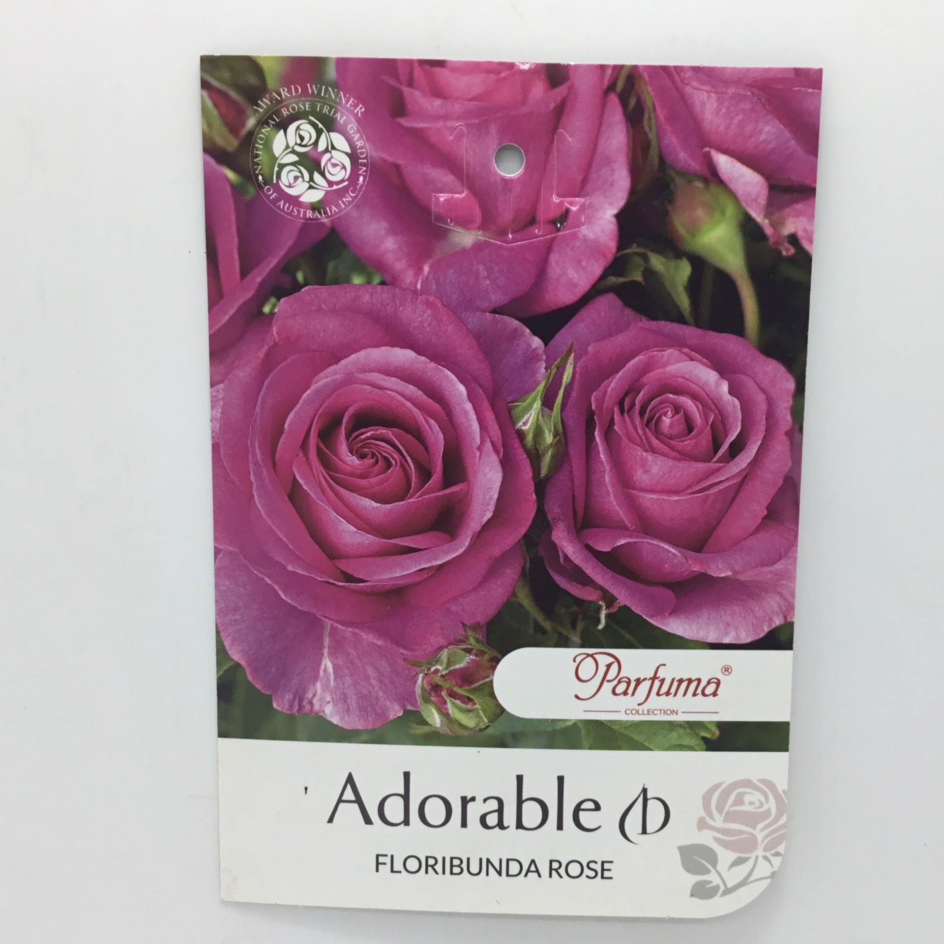 Adorable Bush Rose | Formosa Gardens Nursery, Ballarat