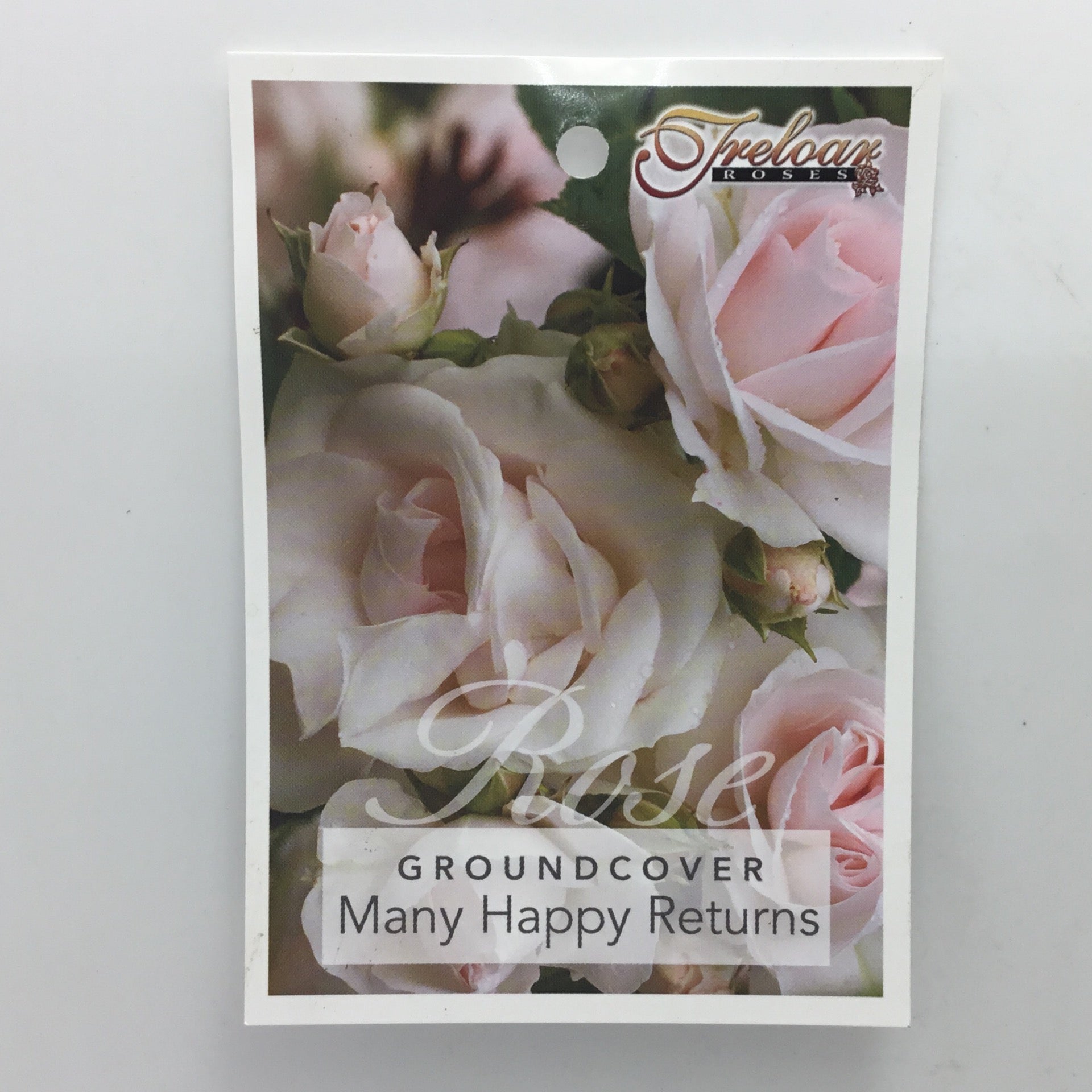 Many Happy Returns Groundcover Rose | Formosa Gardens Nursery, Ballarat