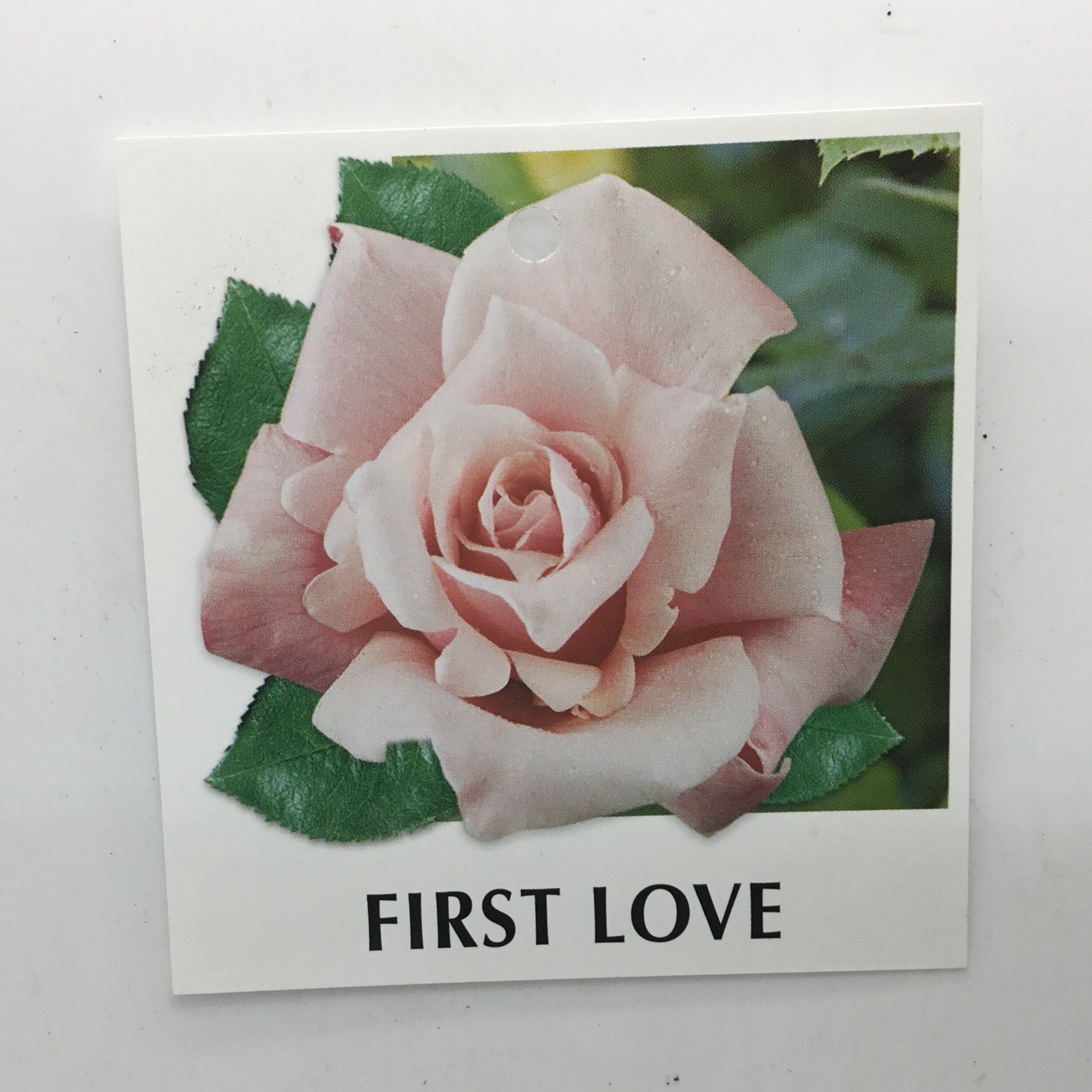 First Love Bush Rose | Formosa Gardens Nursery, Ballarat