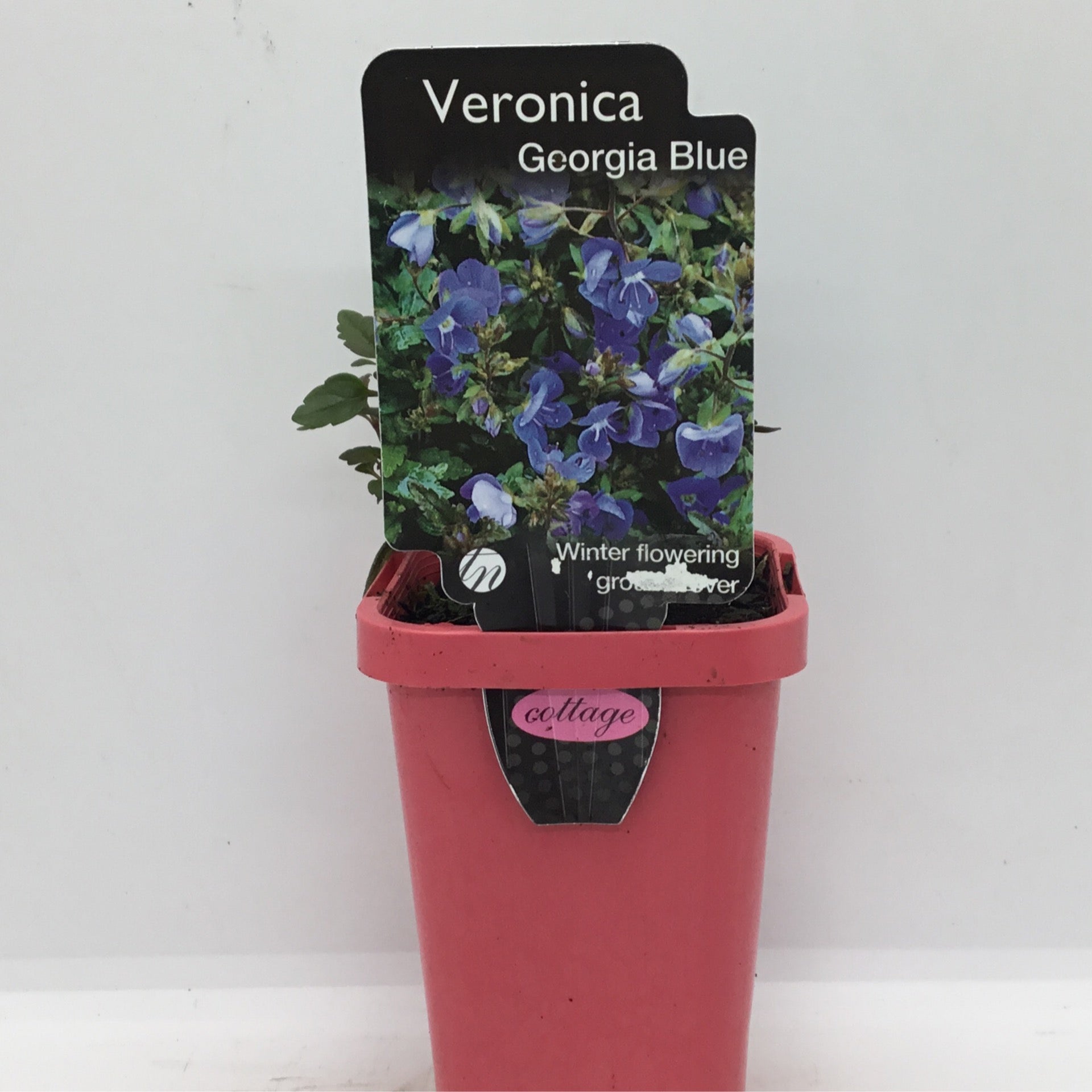 Veronica Georgia Blue | Formosa Gardens Nursery, Ballarat
