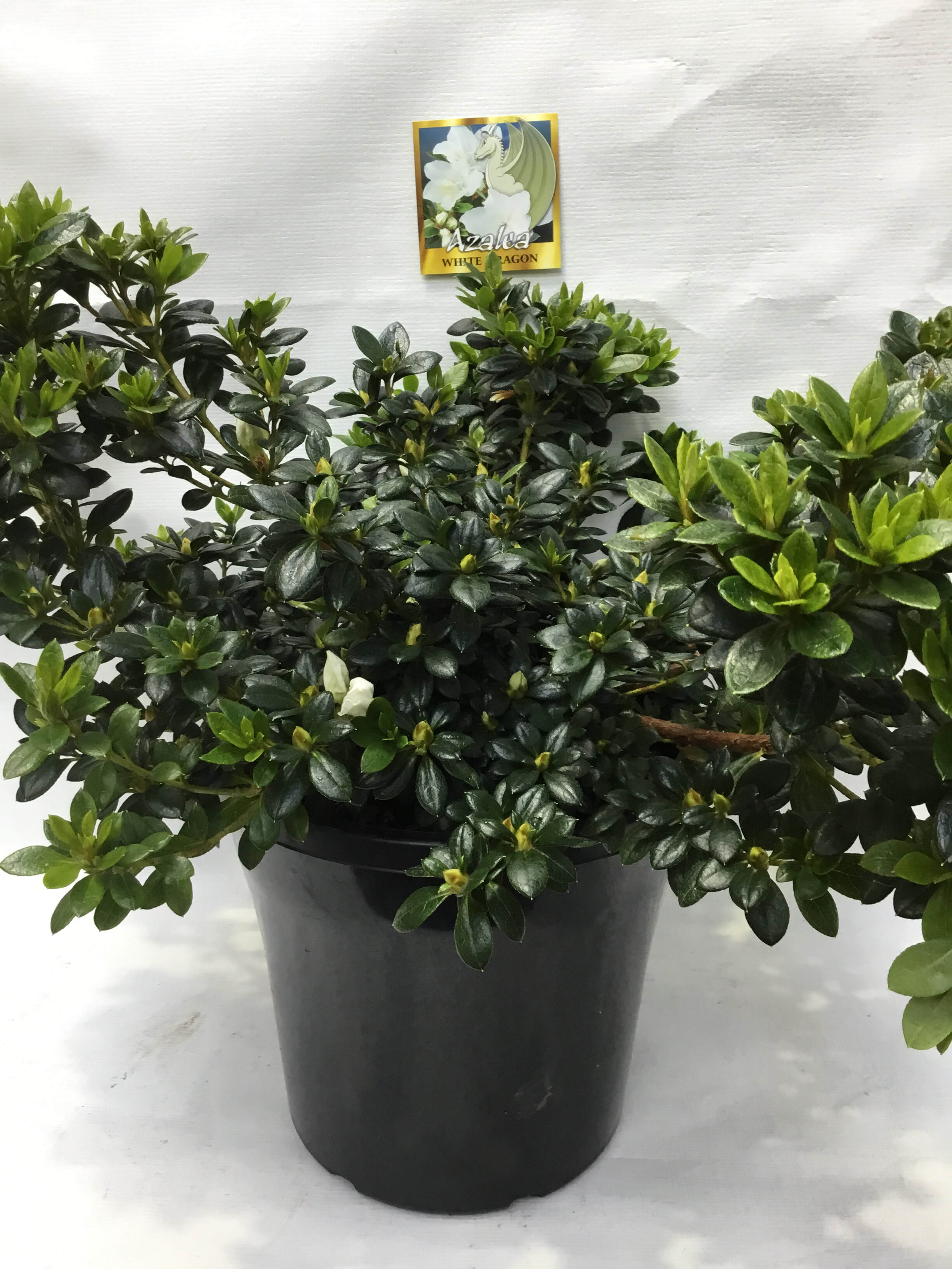 Azalea White Dragon | Formosa Gardens Nursery, Ballarat