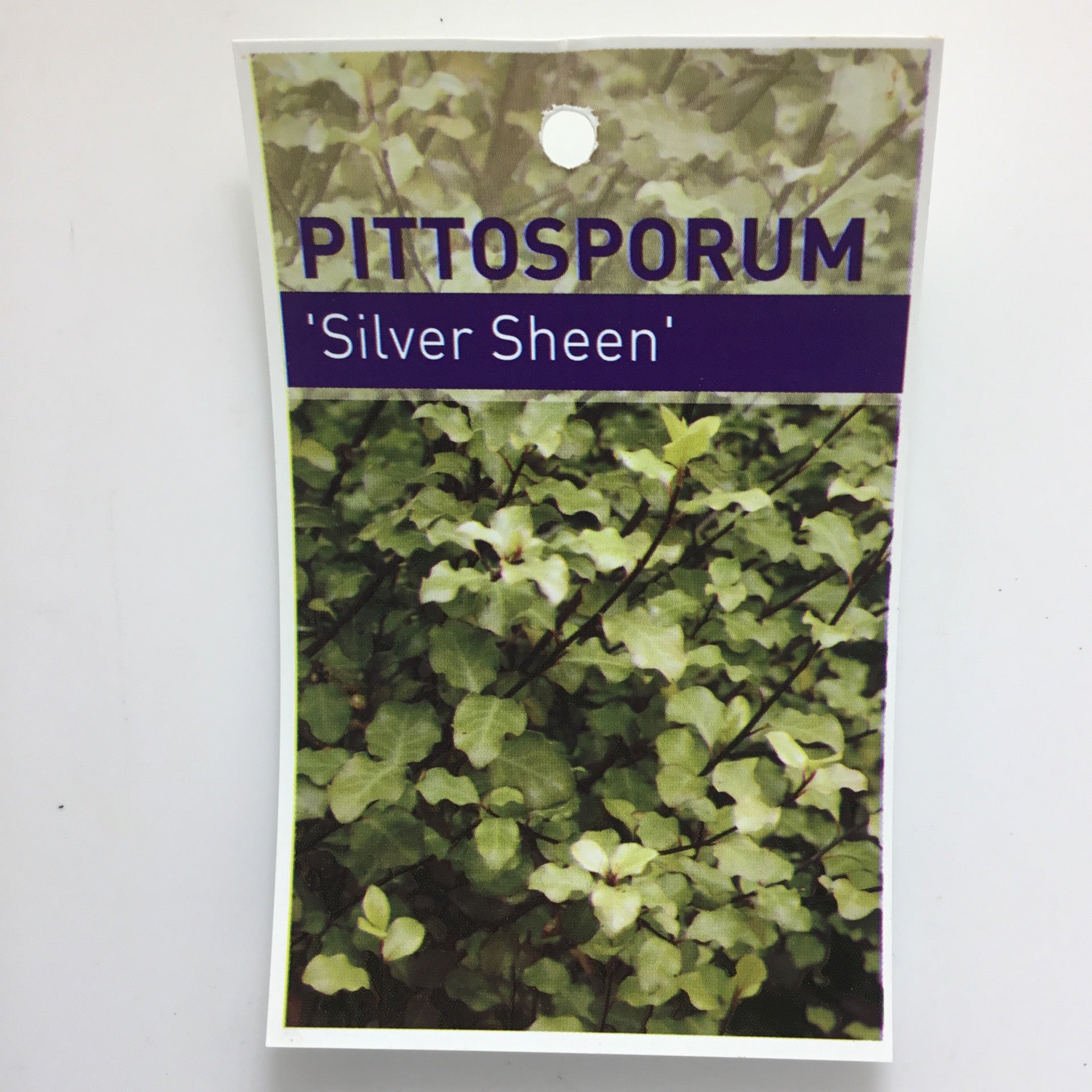 Pittosporum Silver Sheen | Formosa Gardens Nursery, Ballarat