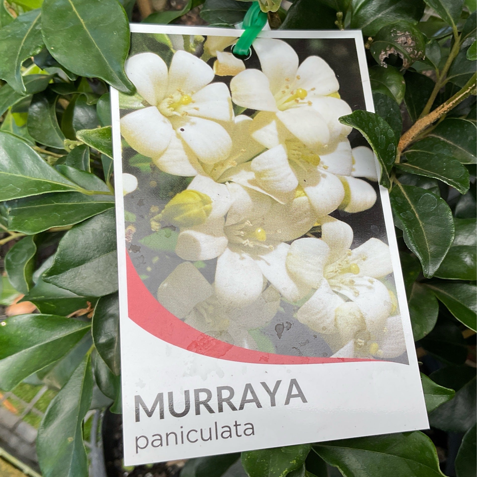 Murraya Paniculata | Formosa Gardens Nursery, Ballarat