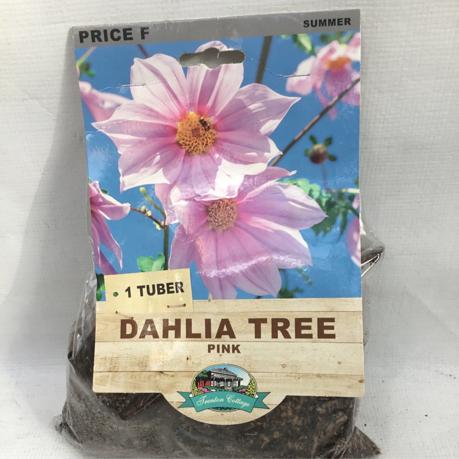 Tree Dahlia Pink | Formosa Gardens Nursery, Ballarat