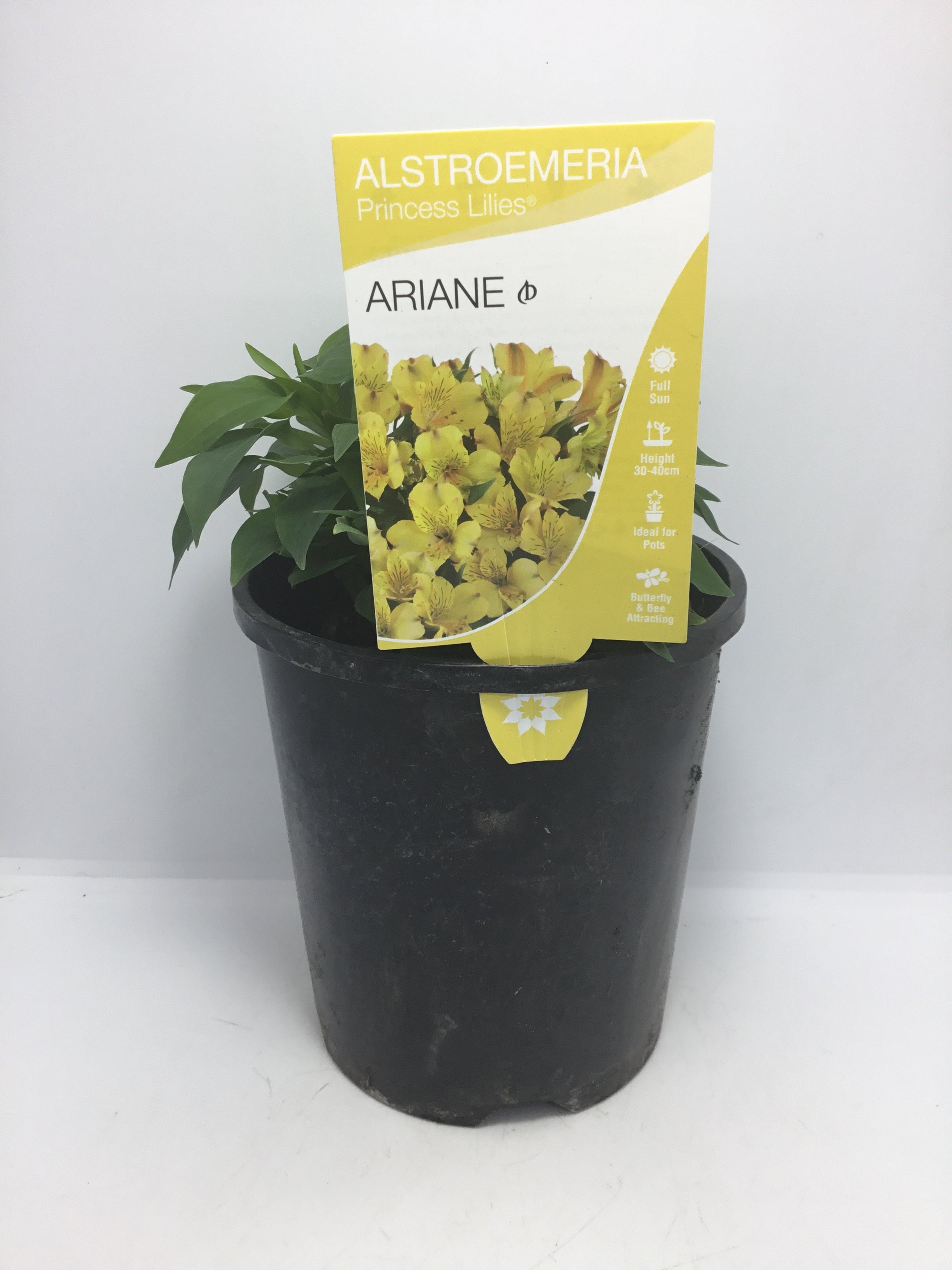 Alstroemeria princess lilies Ariane | Formosa Gardens Nursery, Ballarat