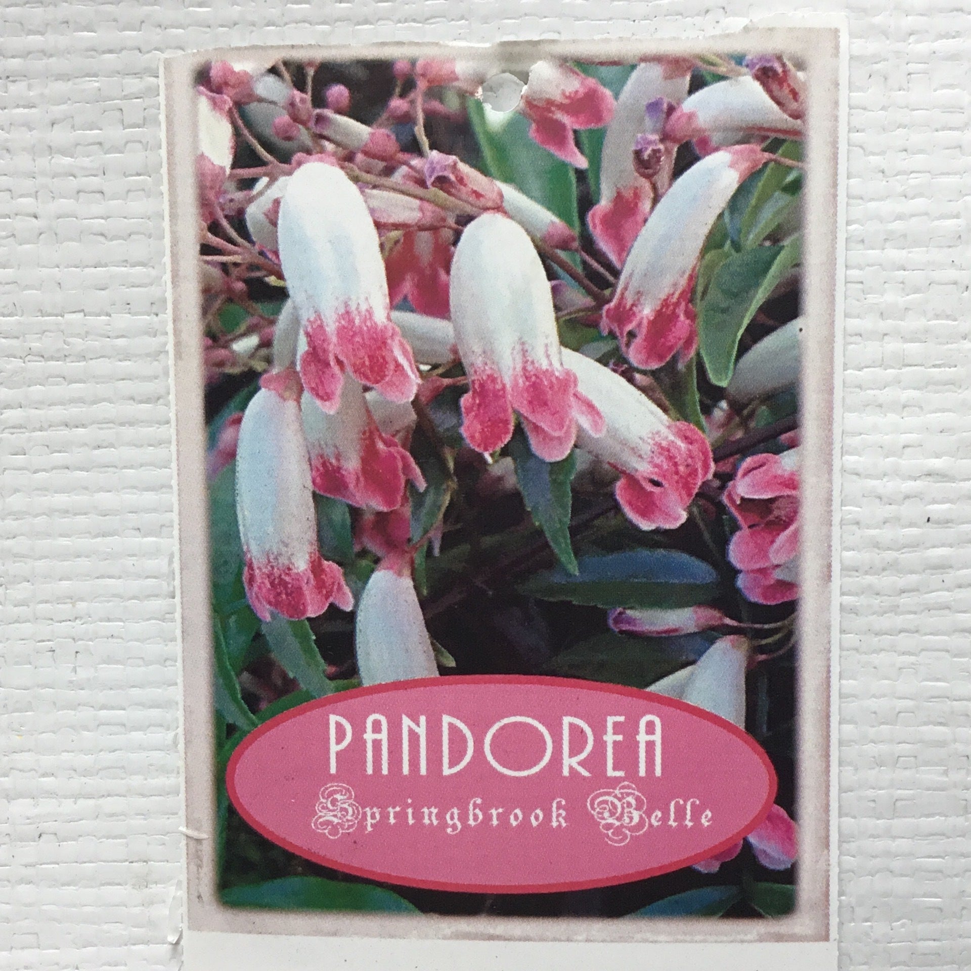 Pandorea Springbrook Belle | Formosa Gardens Nursery, Ballarat