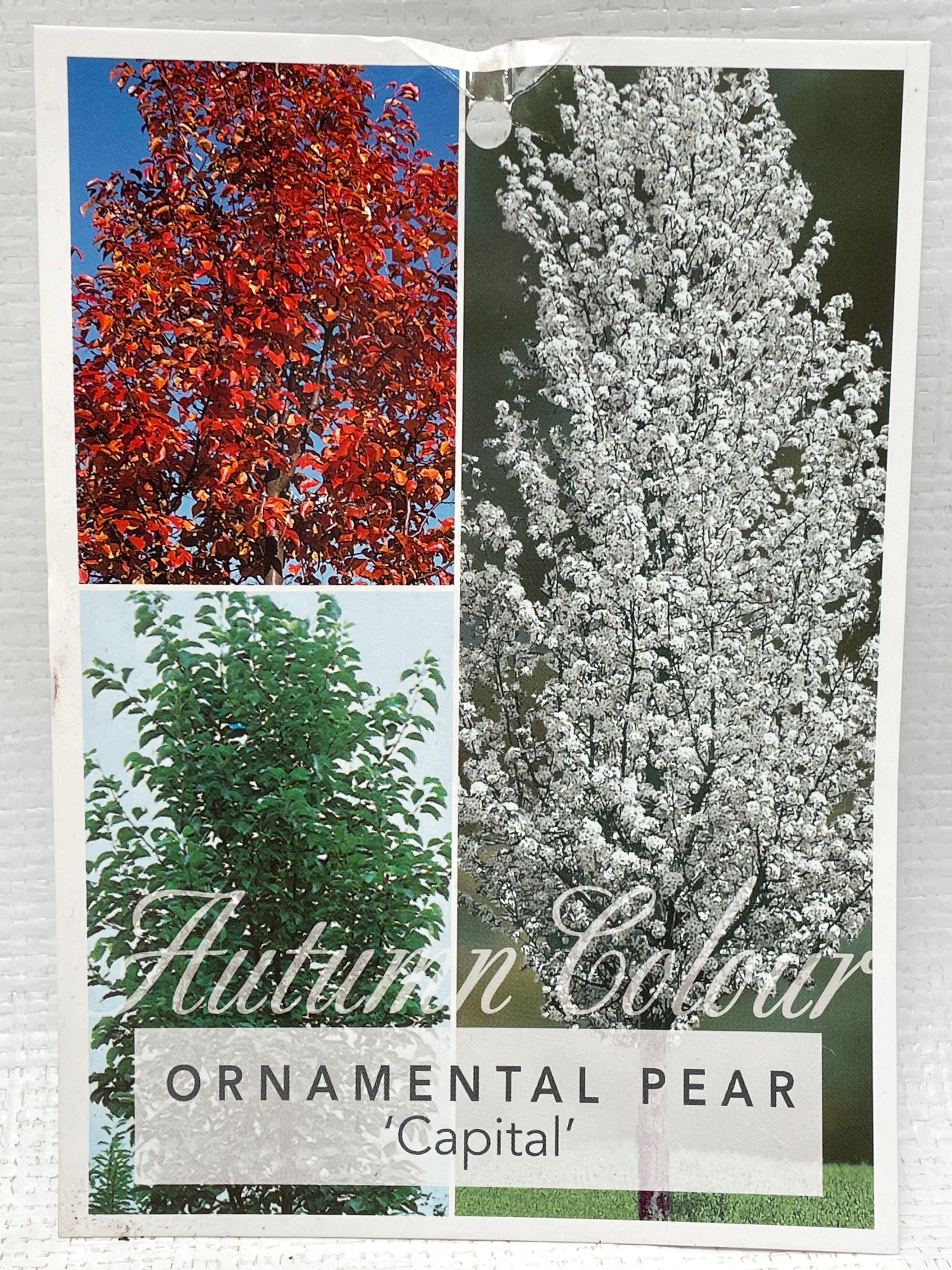 Ornamental pear capital Potted | Formosa Gardens Nursery, Ballarat