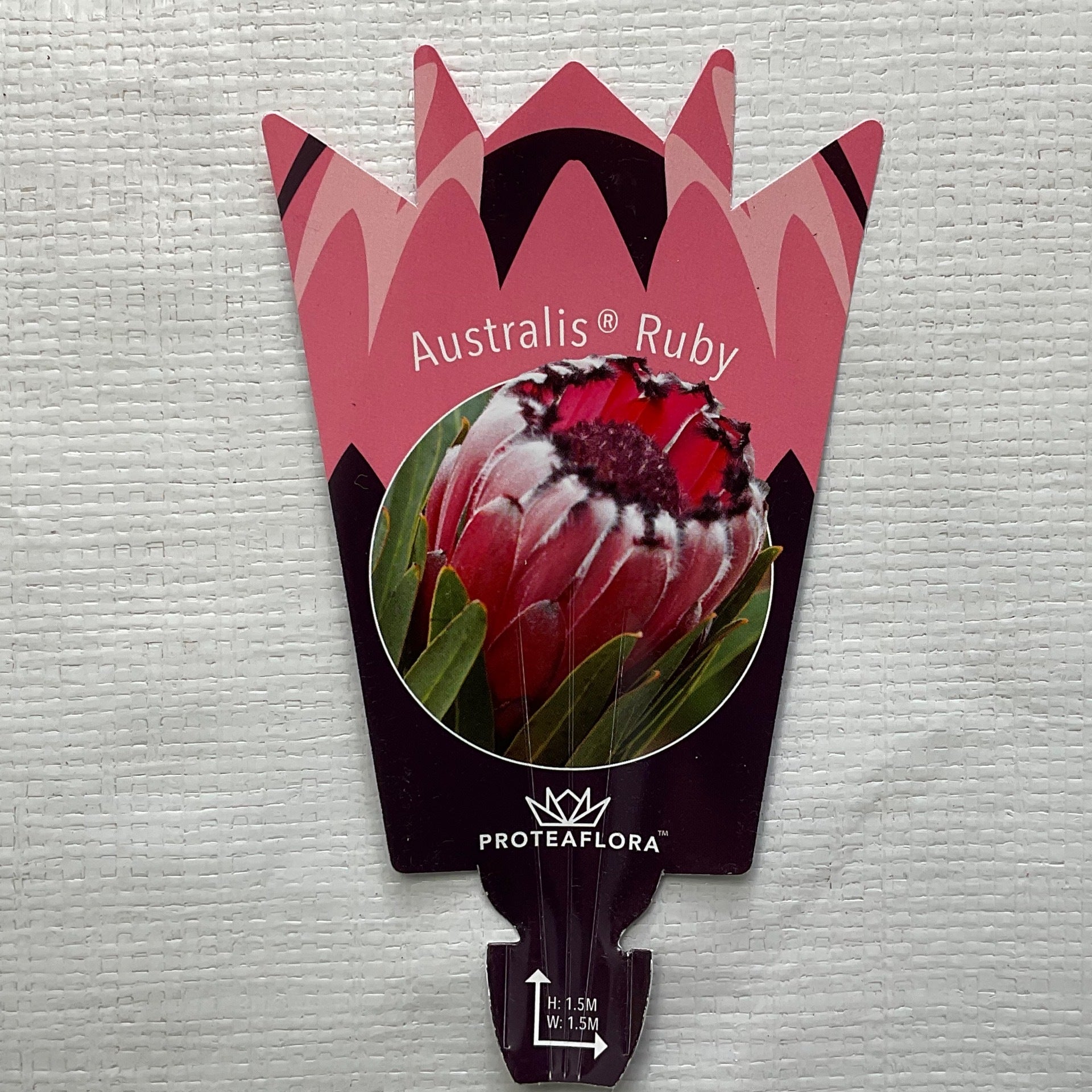 Protea Australis Ruby | Formosa Gardens Nursery, Ballarat