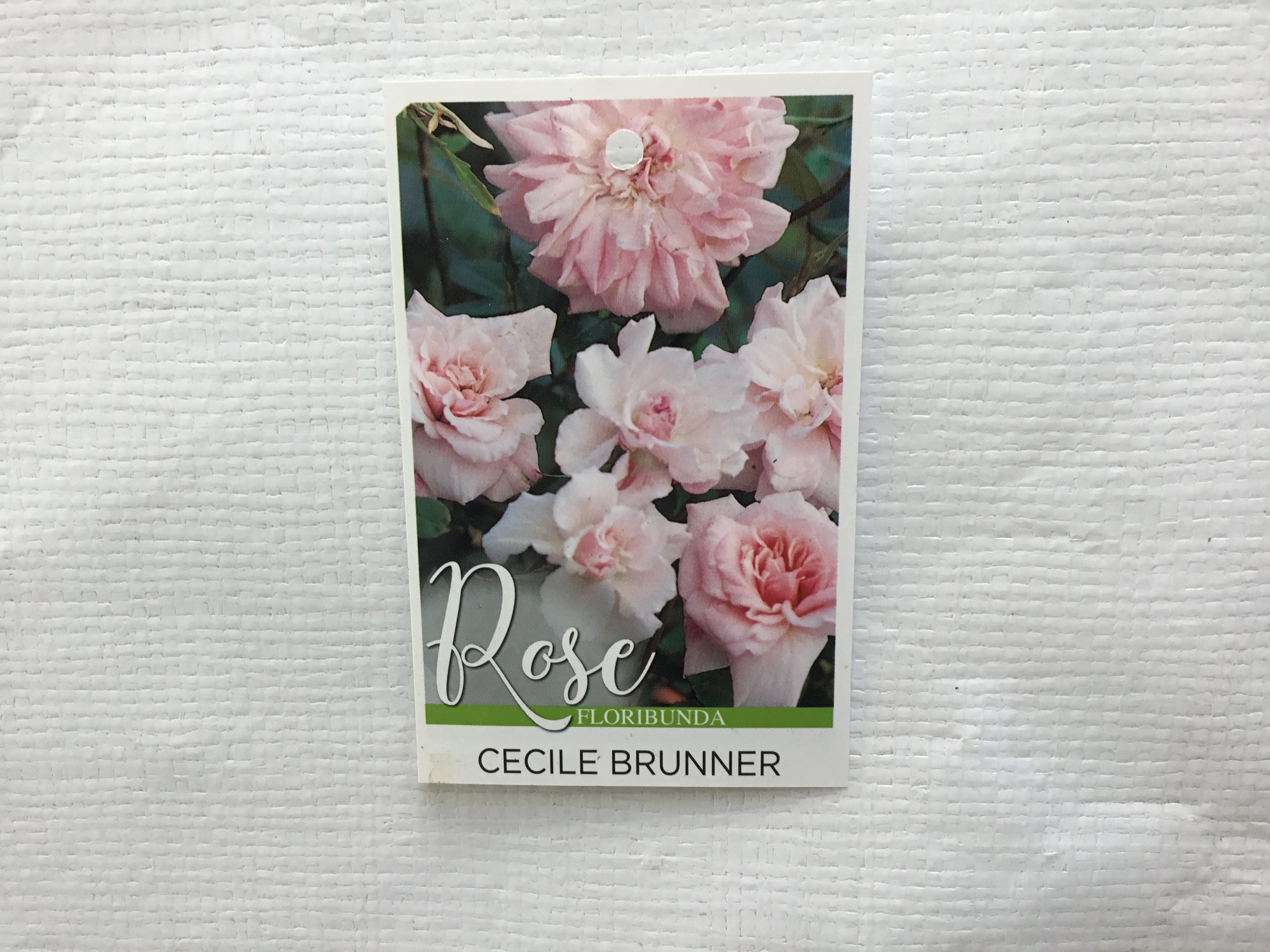 Cecile Brunner Bush Rose | Formosa Gardens Nursery, Ballarat