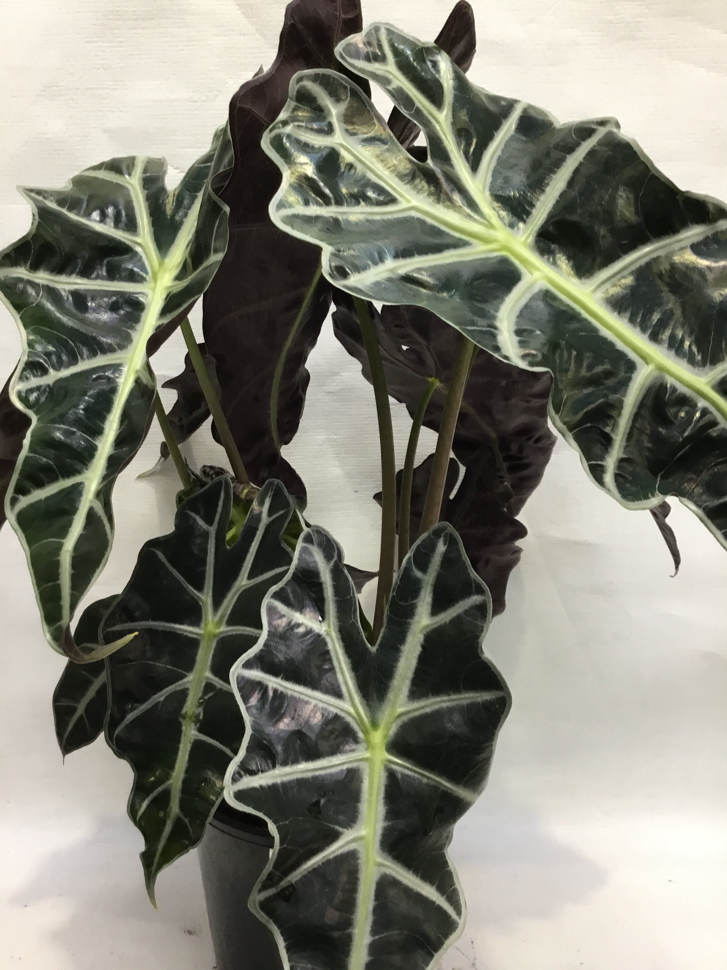 Alocasia Amazonia Dwarf Form | Formosa Gardens Nursery, Ballarat