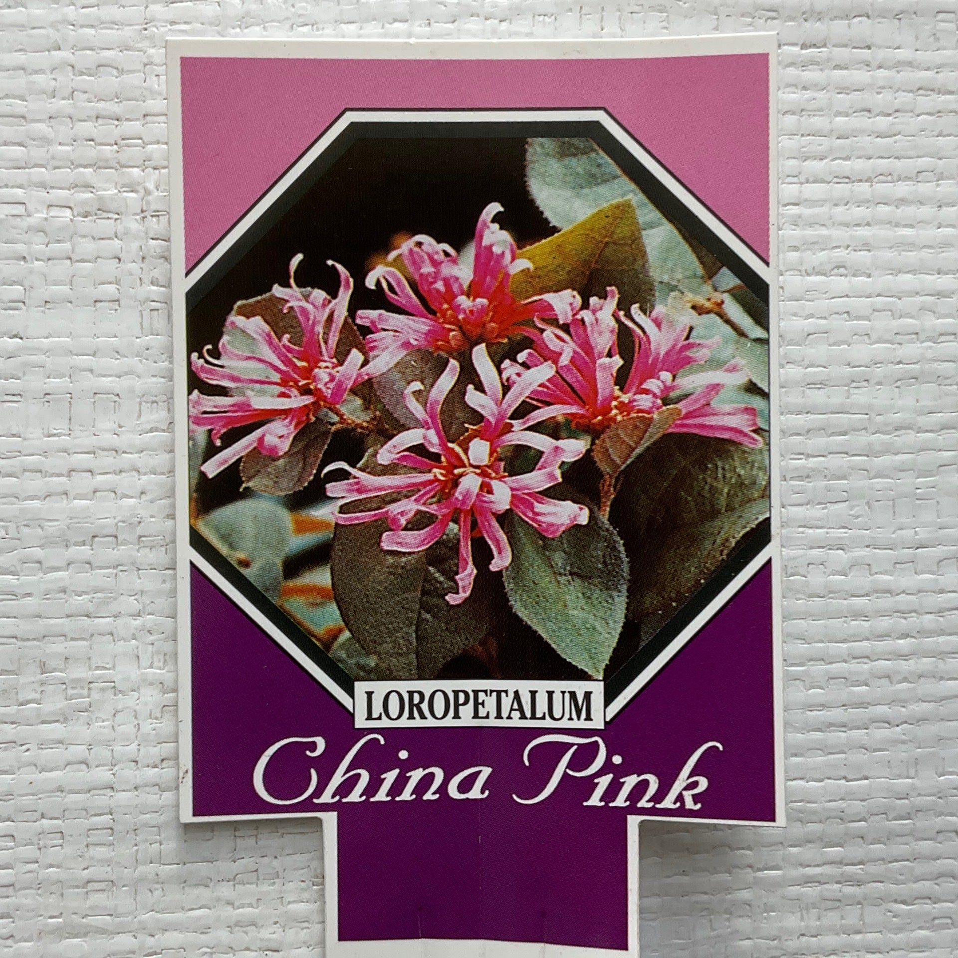 Loropetalum China Pink | Formosa Gardens Nursery, Ballarat