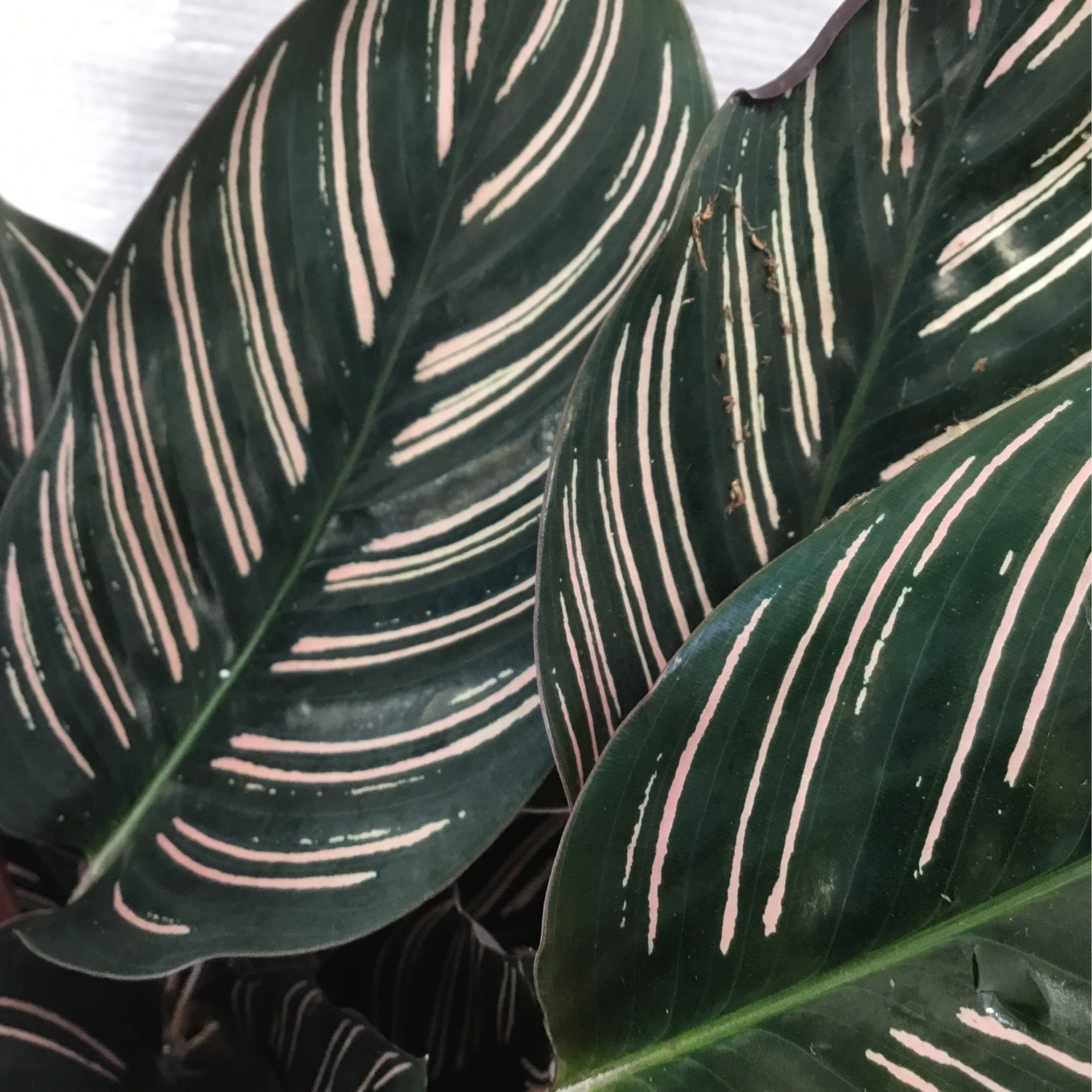 Calathea Ornata pin stripe | Formosa Gardens Nursery, Ballarat