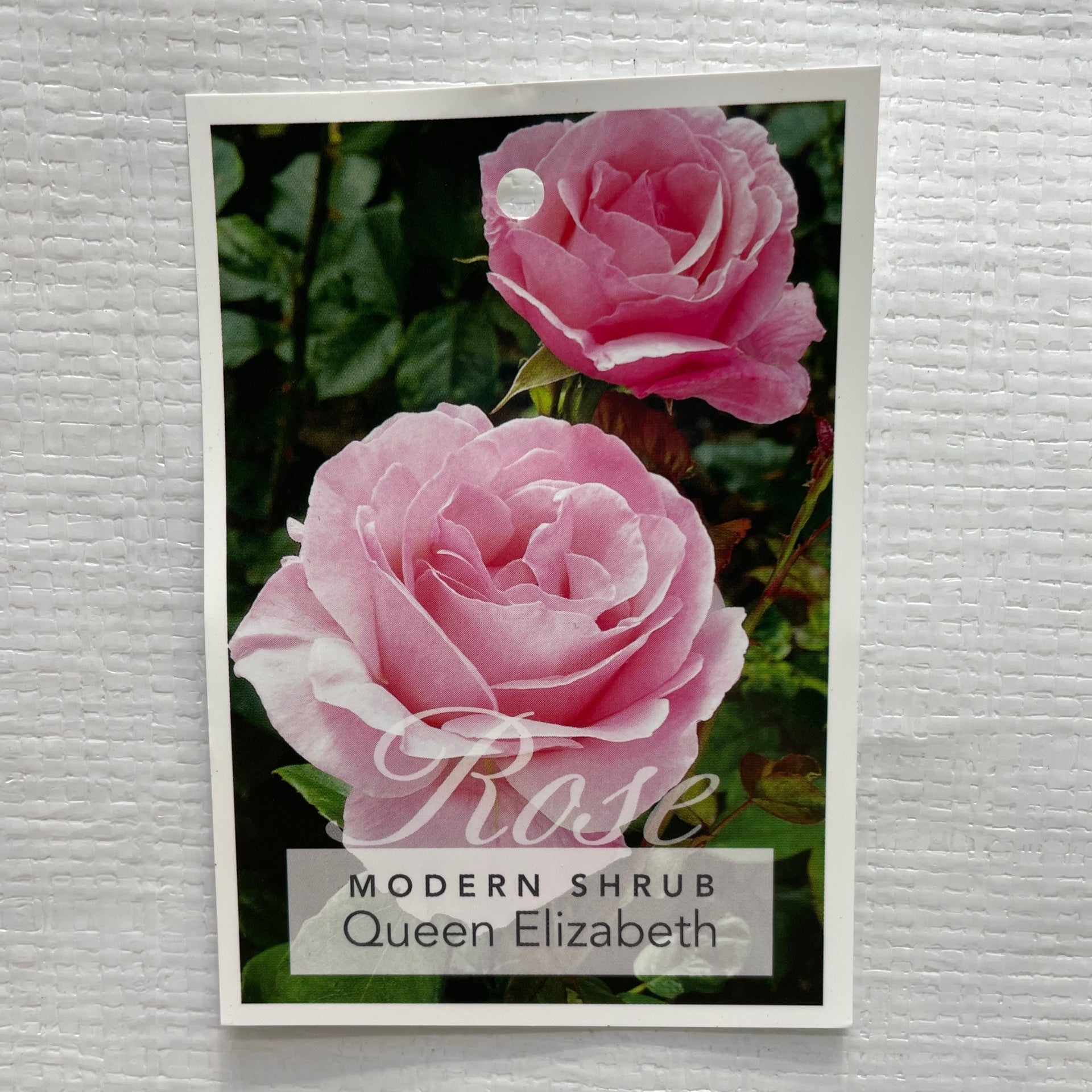 Queen Elizabeth Standard Rose | Formosa Gardens Nursery, Ballarat