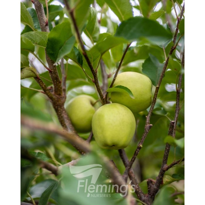 Golden Delicious Dwarf Apple potted | Formosa Gardens Nursery, Ballarat