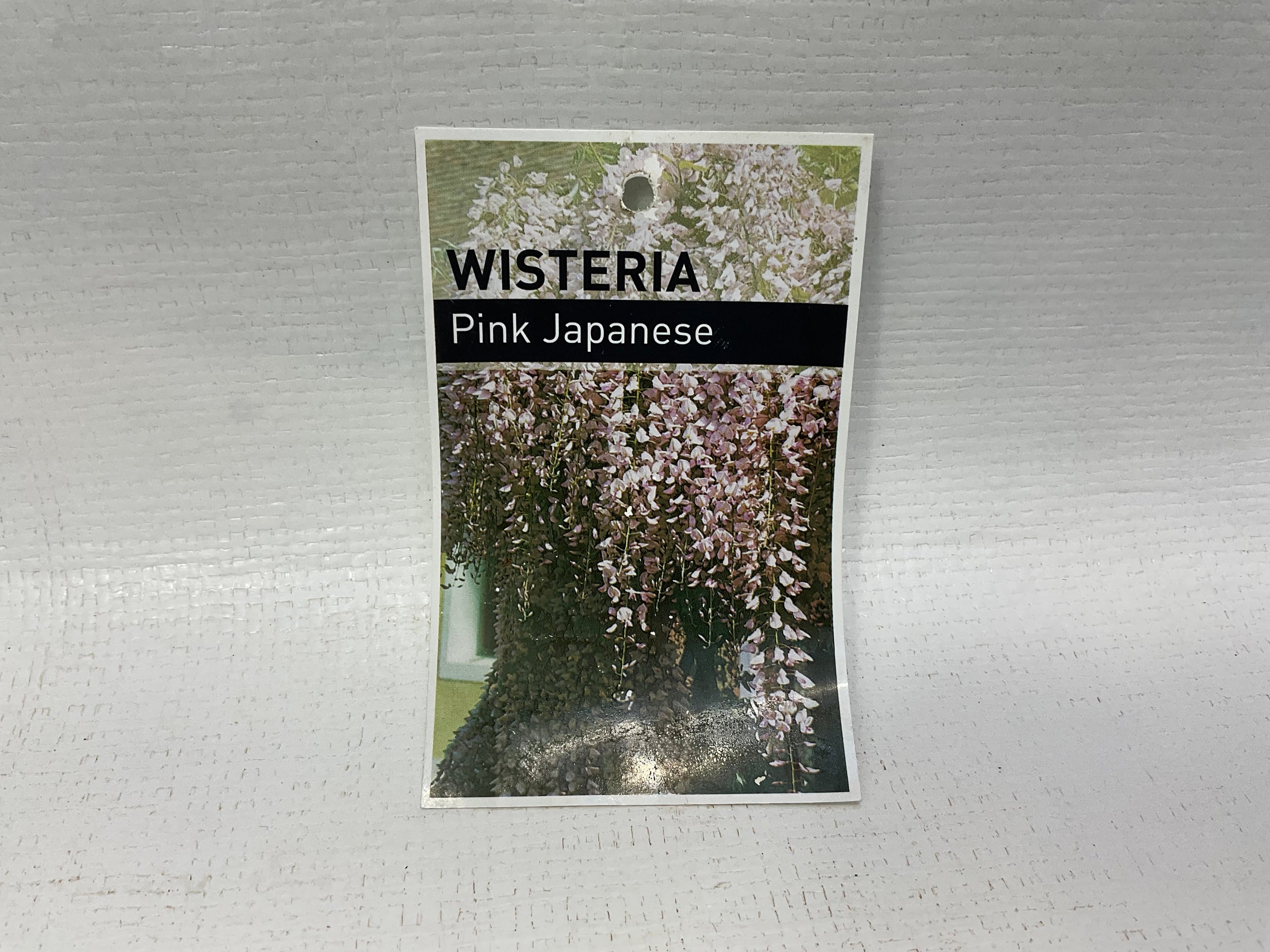 Wisteria Pink Japanese | Formosa Gardens Nursery, Ballarat