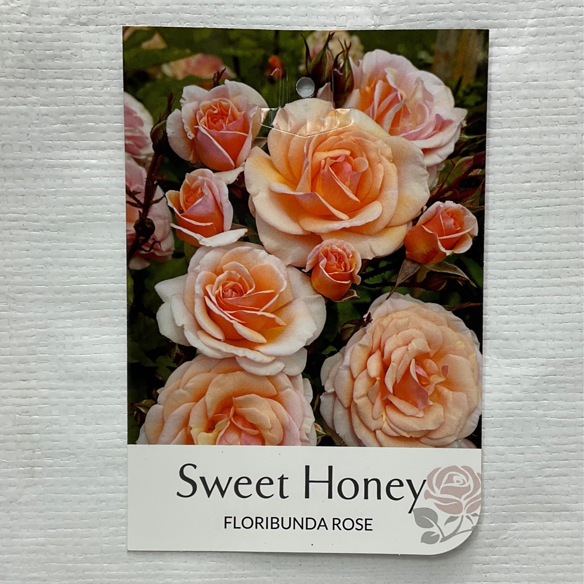 Sweet Honey Bush Rose | Formosa Gardens Nursery, Ballarat
