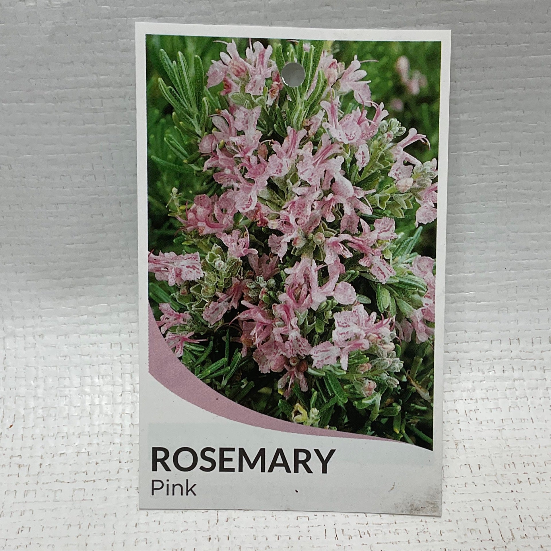 Rosemary Pink | Formosa Gardens Nursery, Ballarat