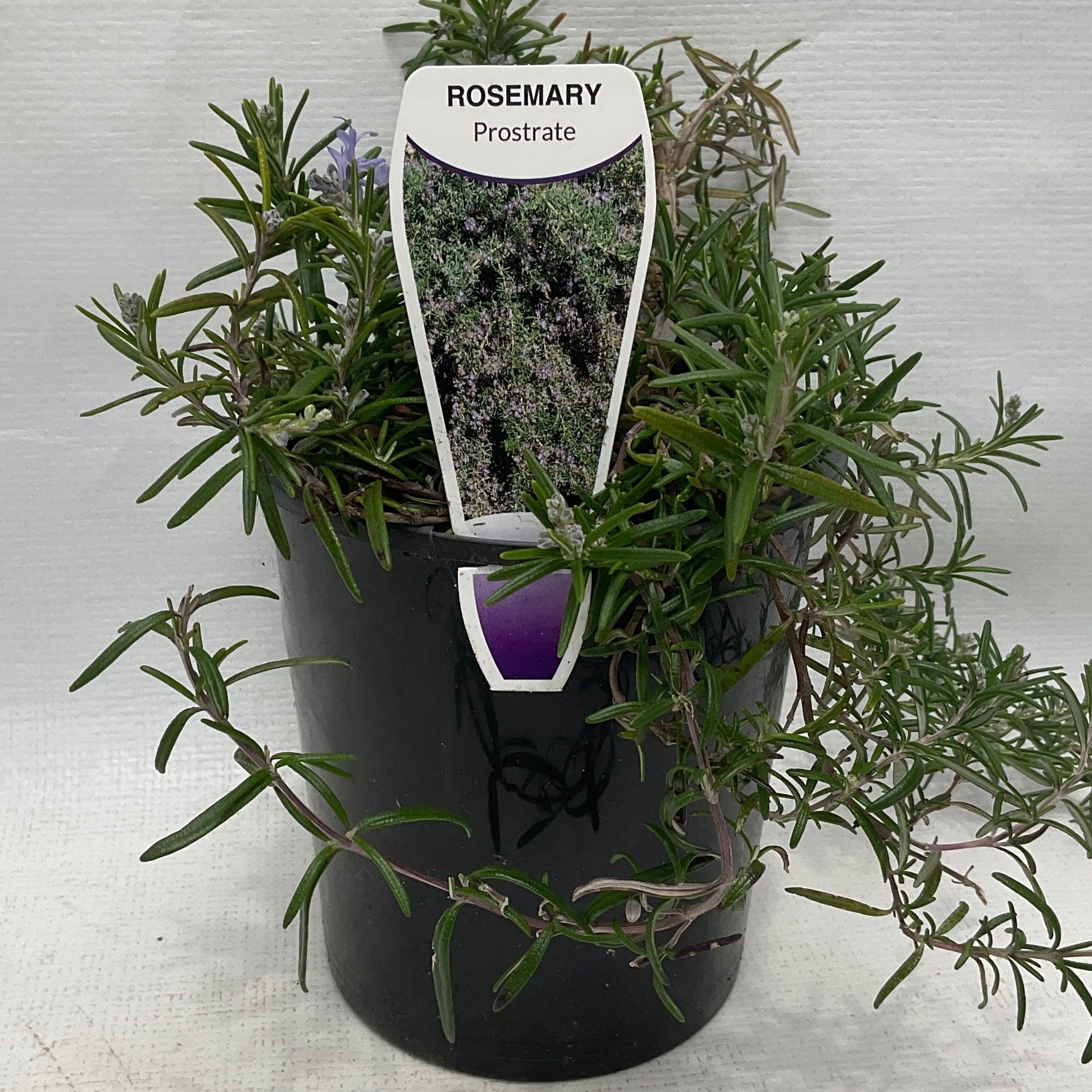 Rosemary Prostrate | Formosa Gardens Nursery, Ballarat