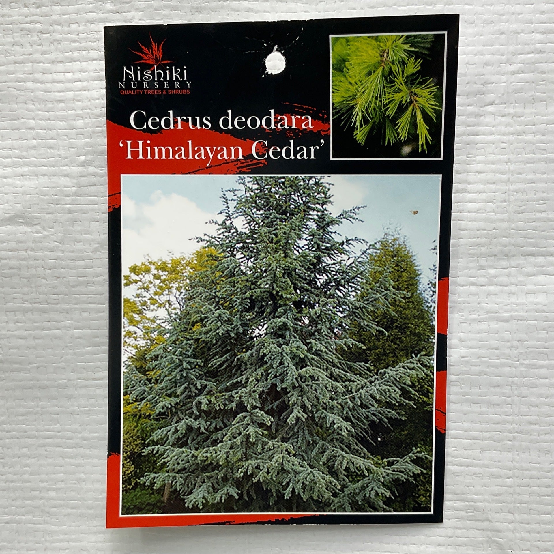 Cedar Deodara Himalayan Cedar 200mm pot | Formosa Gardens Nursery, Ballarat