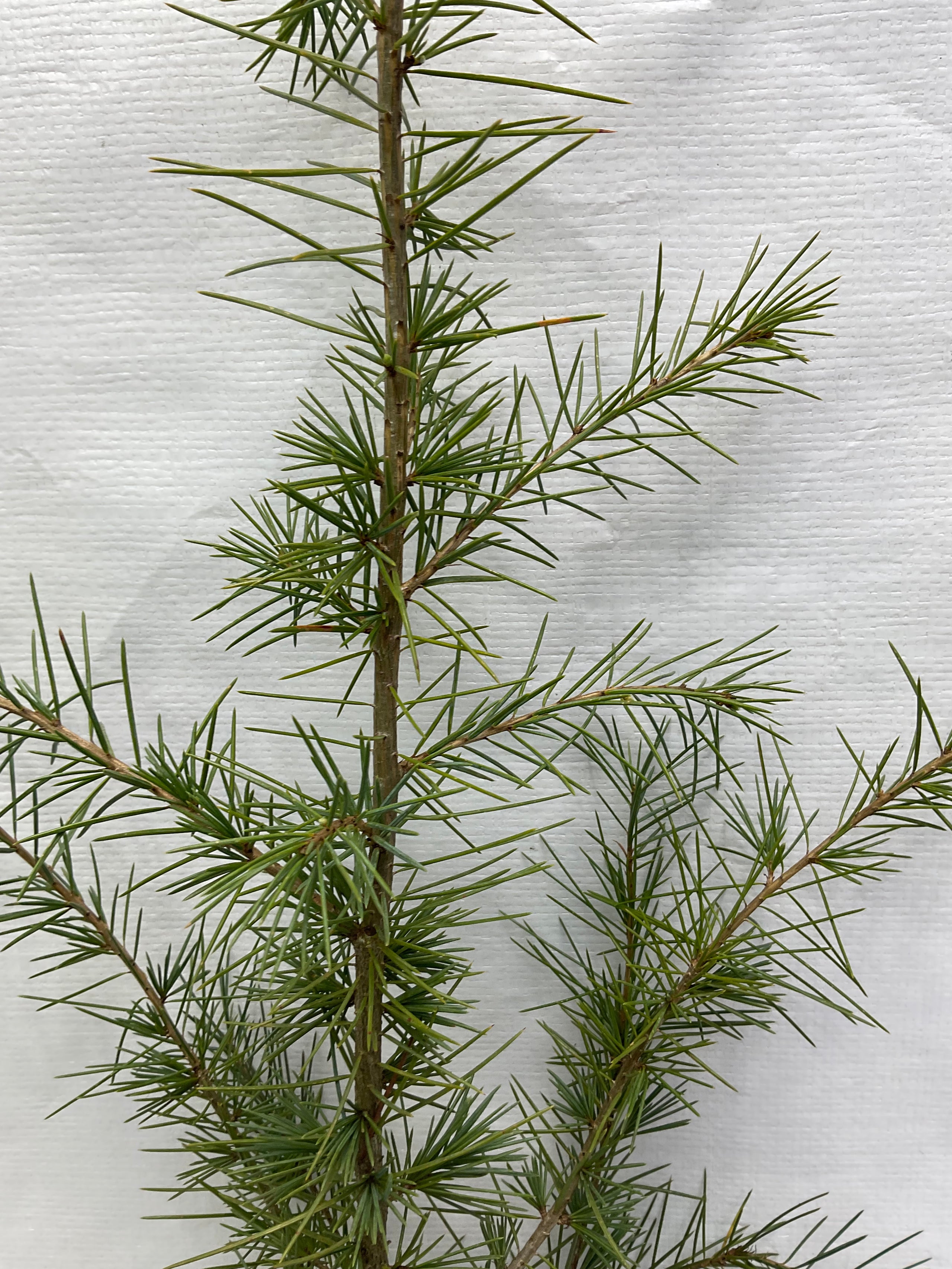 Cedar Deodara Himalayan Cedar 200mm pot | Formosa Gardens Nursery, Ballarat