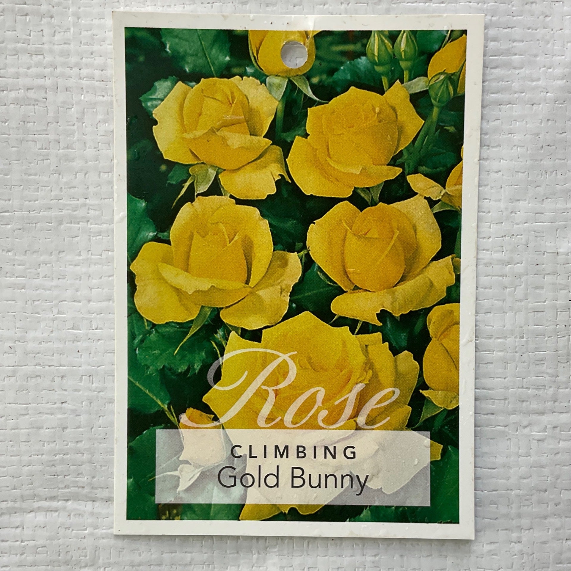 Gold Bunny Climbing Rose | Formosa Gardens Nursery, Ballarat