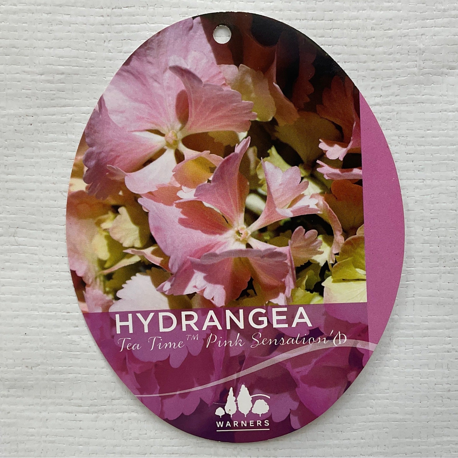 Hydrangea Tea Time Pink Sensation | Formosa Gardens Nursery, Ballarat