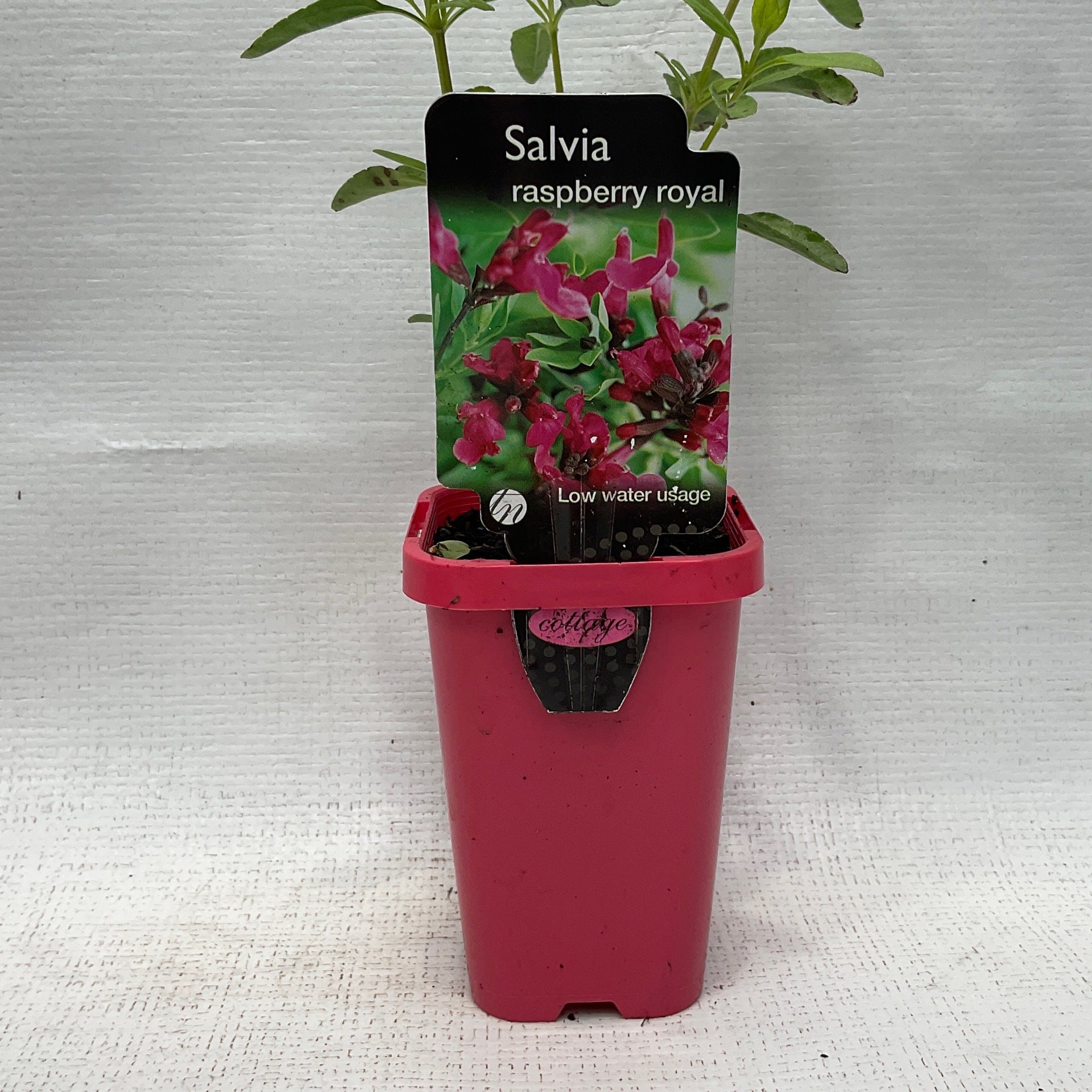 Salvia Raspberry Royal | Formosa Gardens Nursery, Ballarat