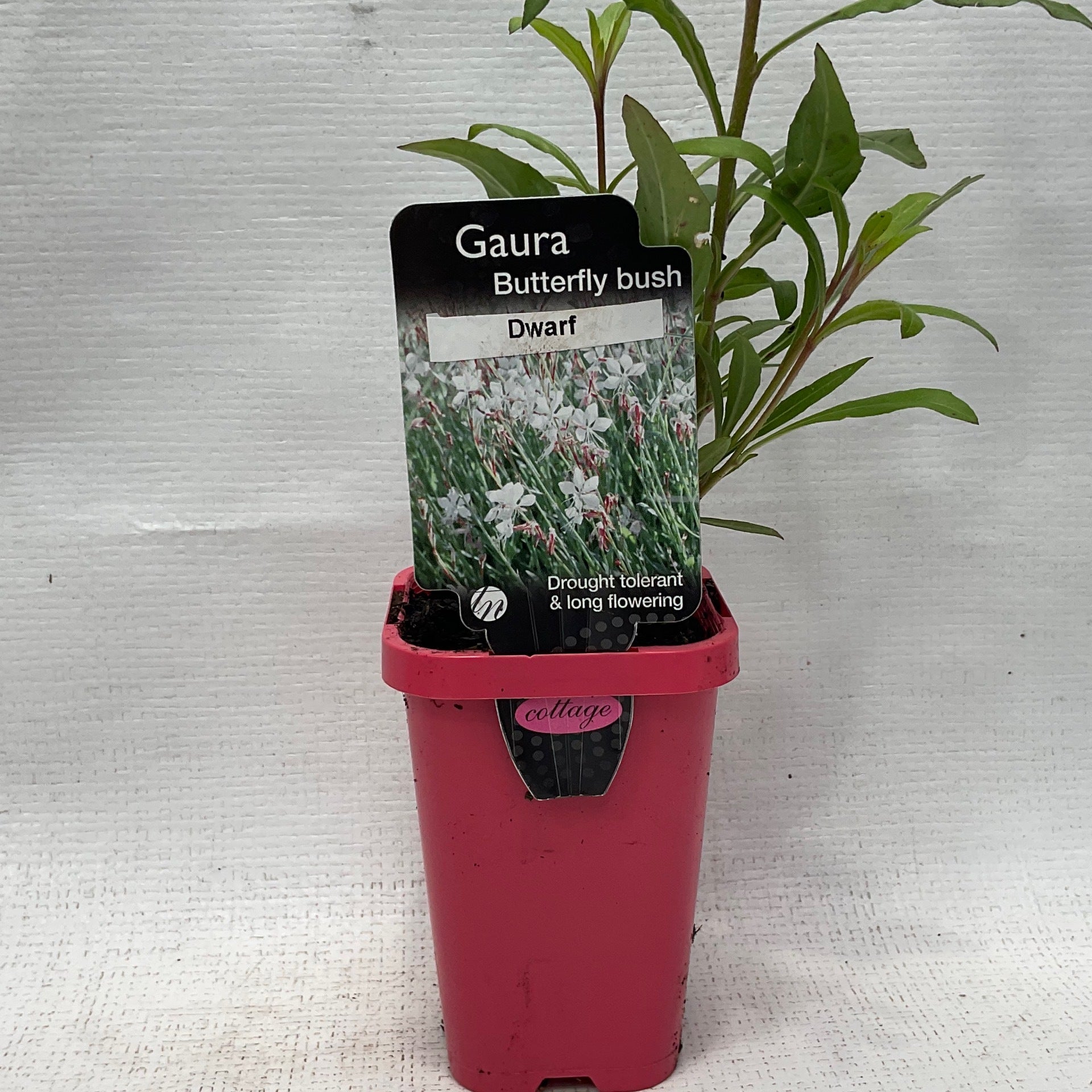 Gaura Butterfly Bush Dwarf | Formosa Gardens Nursery, Ballarat
