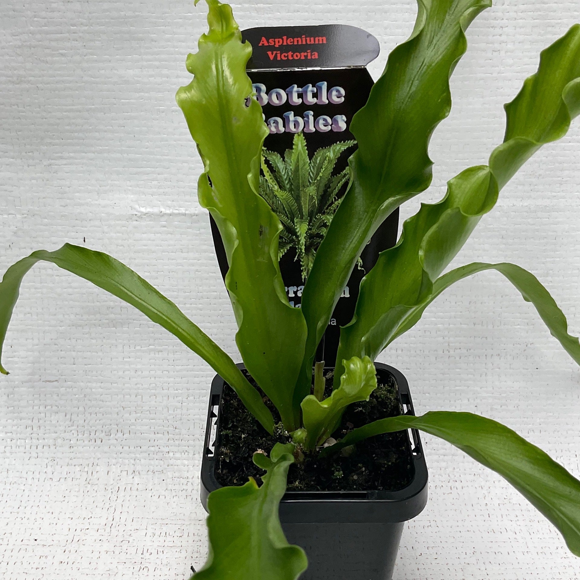 Asplenium Victoria bottle babies 7cm | Formosa Gardens Nursery, Ballarat