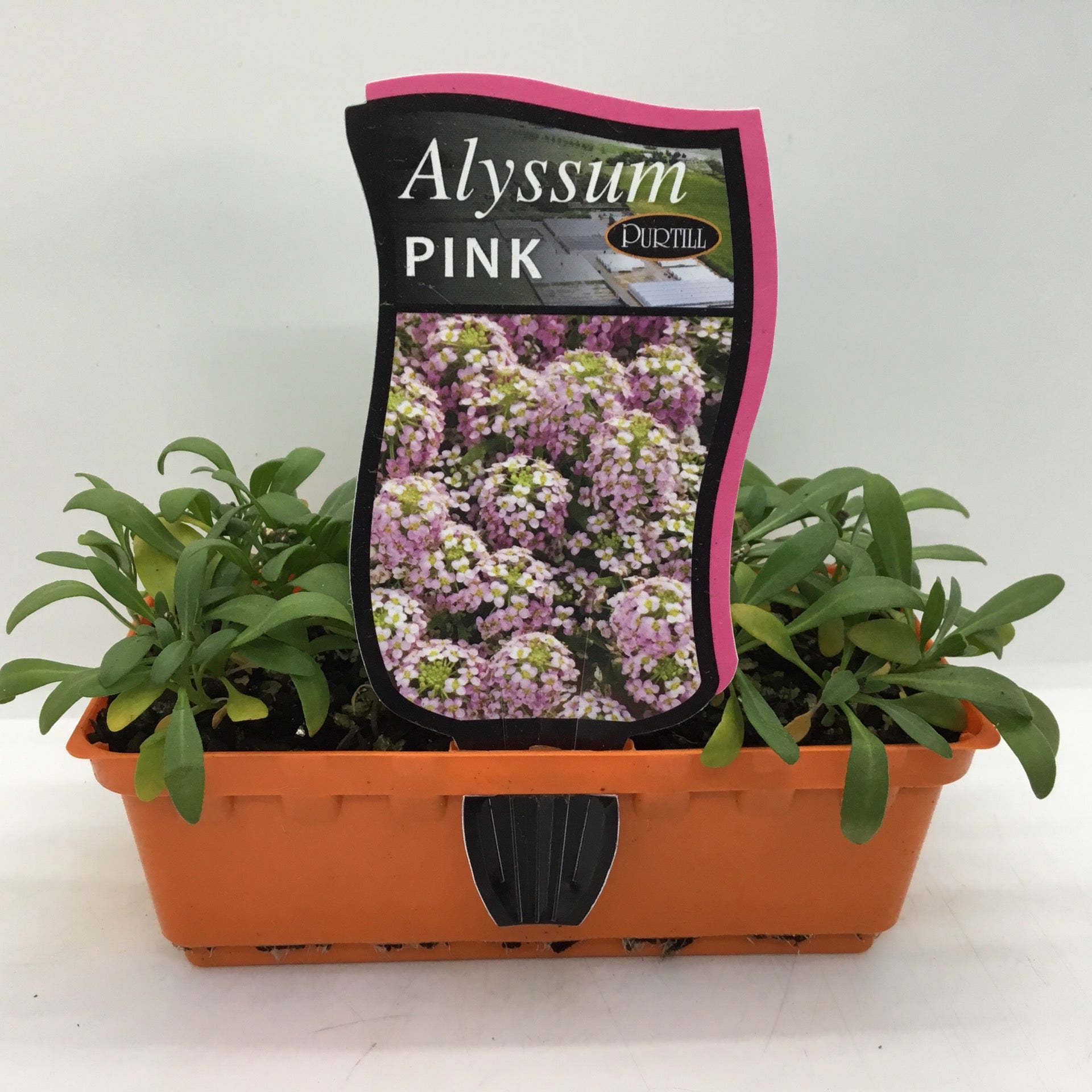 Alyssum pink | Formosa Gardens Nursery, Ballarat