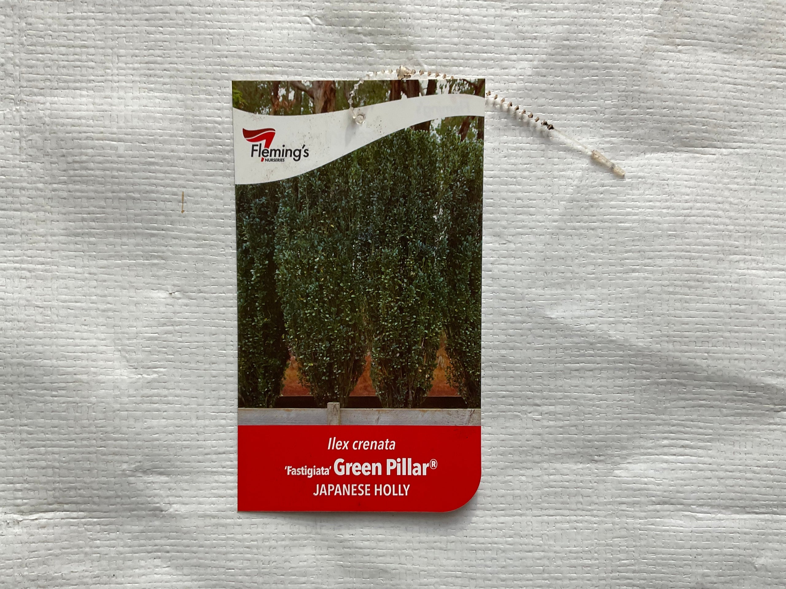 Ilex cremate Green Pillar | Formosa Gardens Nursery, Ballarat