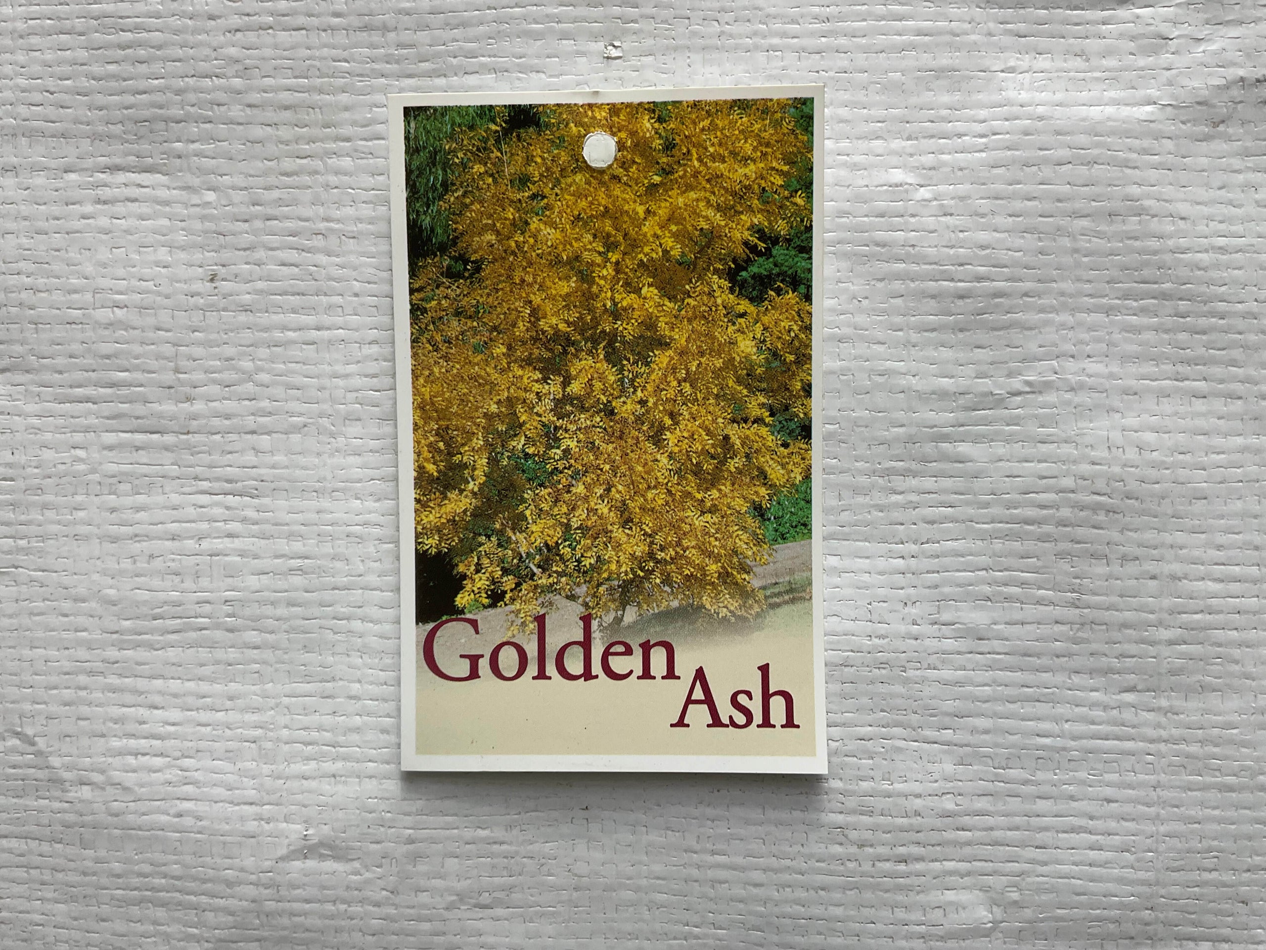Golden Ash Potted | Formosa Gardens Nursery, Ballarat
