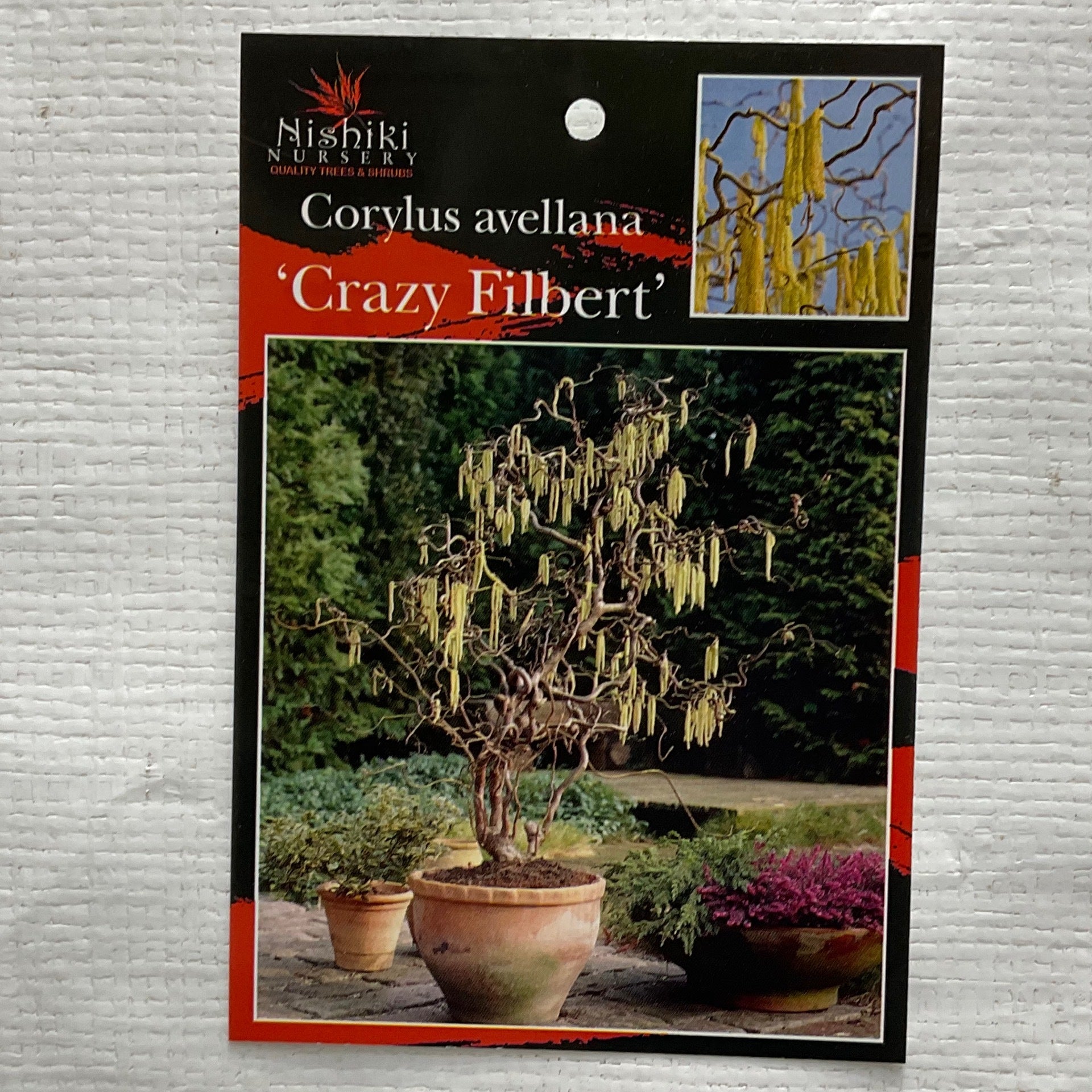Crazy Filbert Corylus Avellana | Formosa Gardens Nursery, Ballarat
