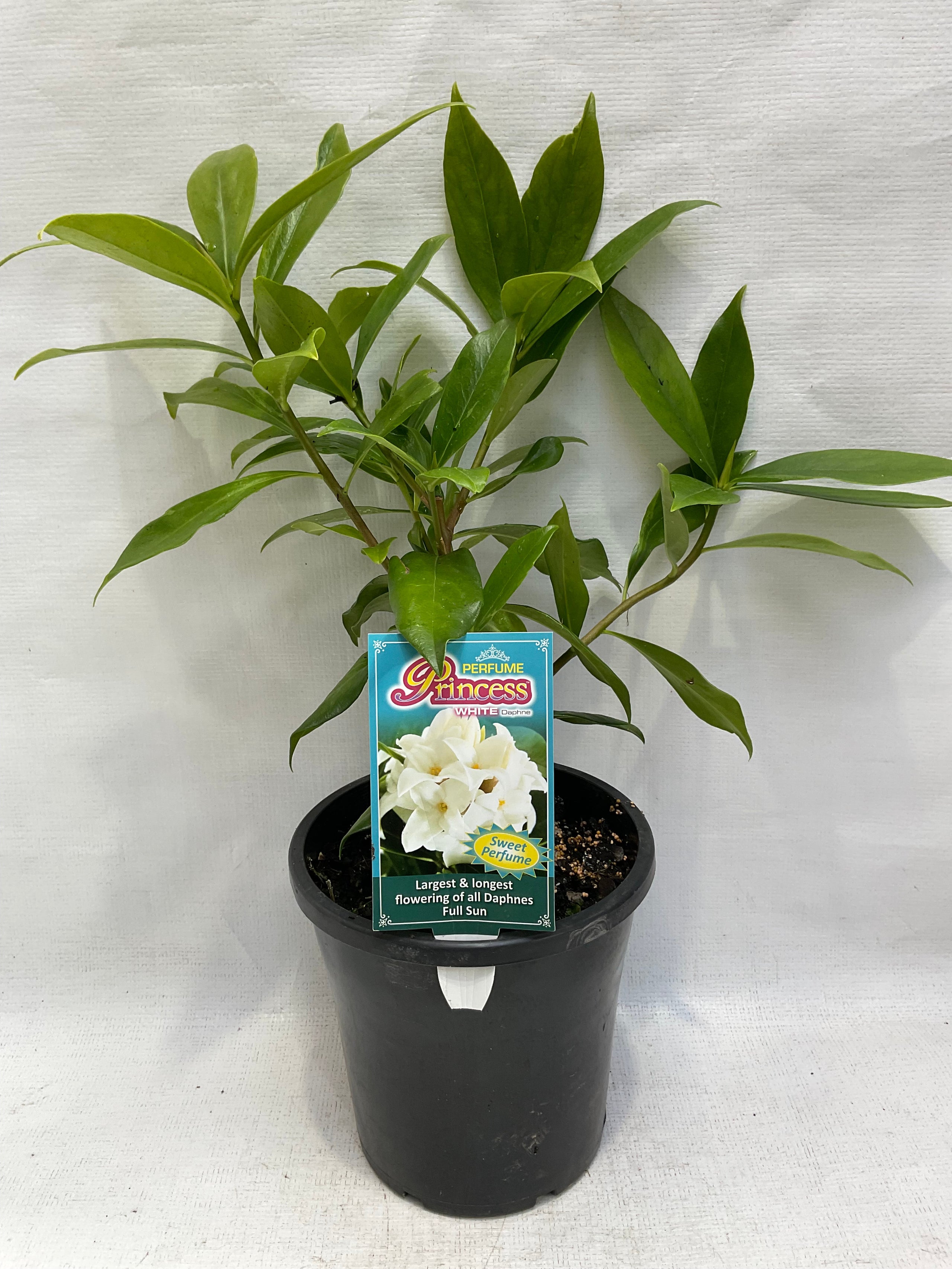 Daphne Perfume Princess White | Formosa Gardens Nursery, Ballarat
